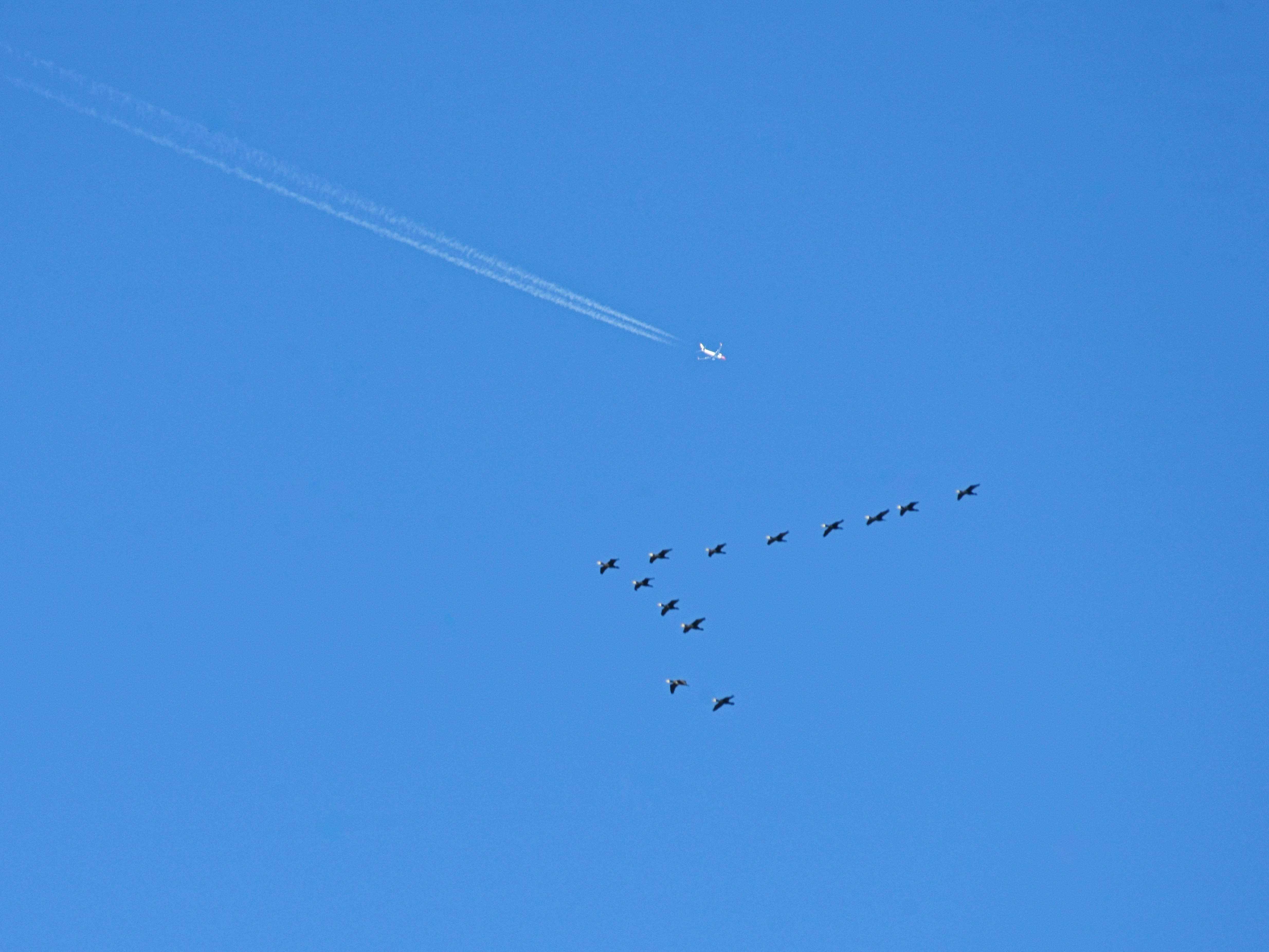 V-formation under a contrail: distant flock in a azure sky