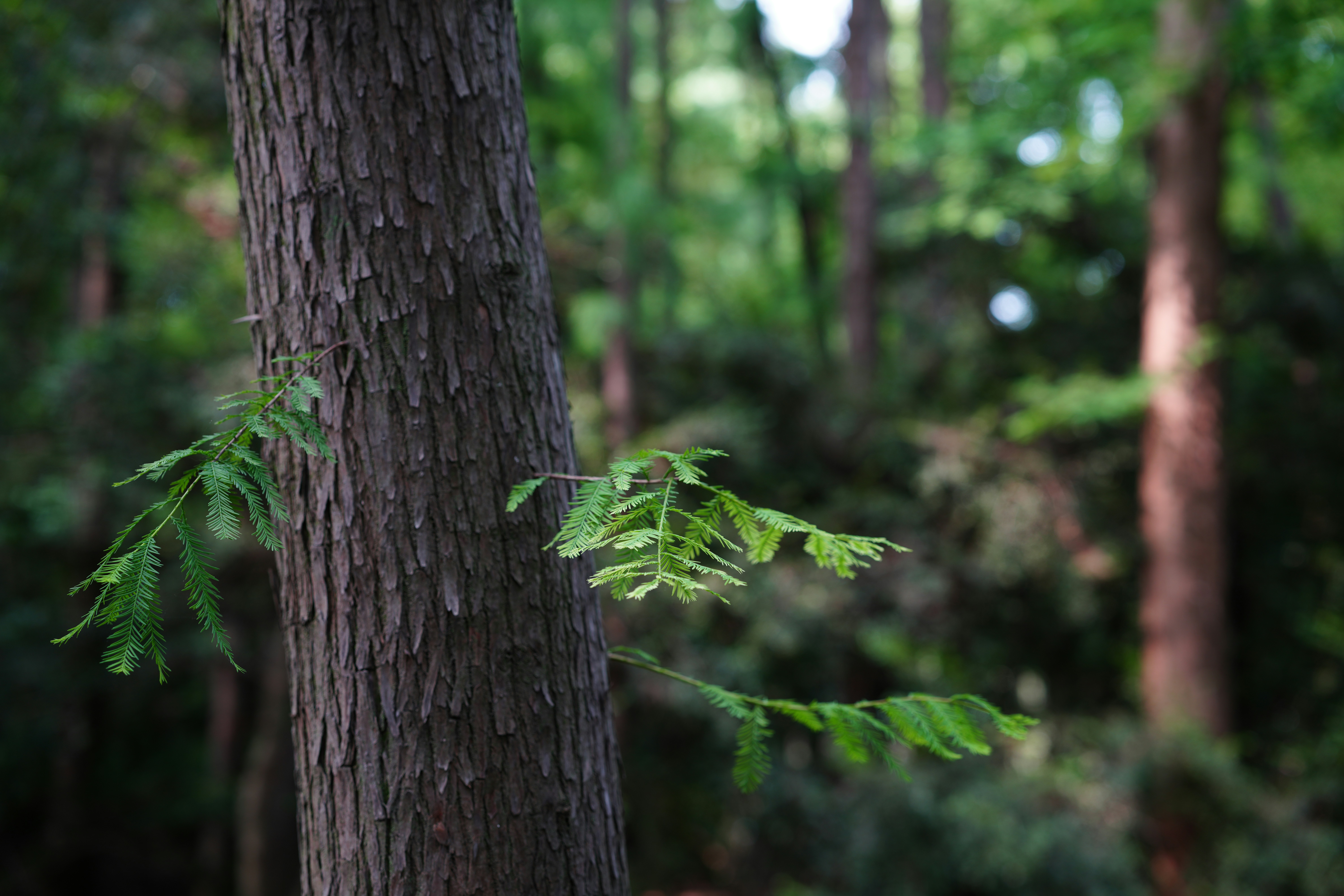 Whispering Pine: A Branch Reaches Through the Trunk's Shadow