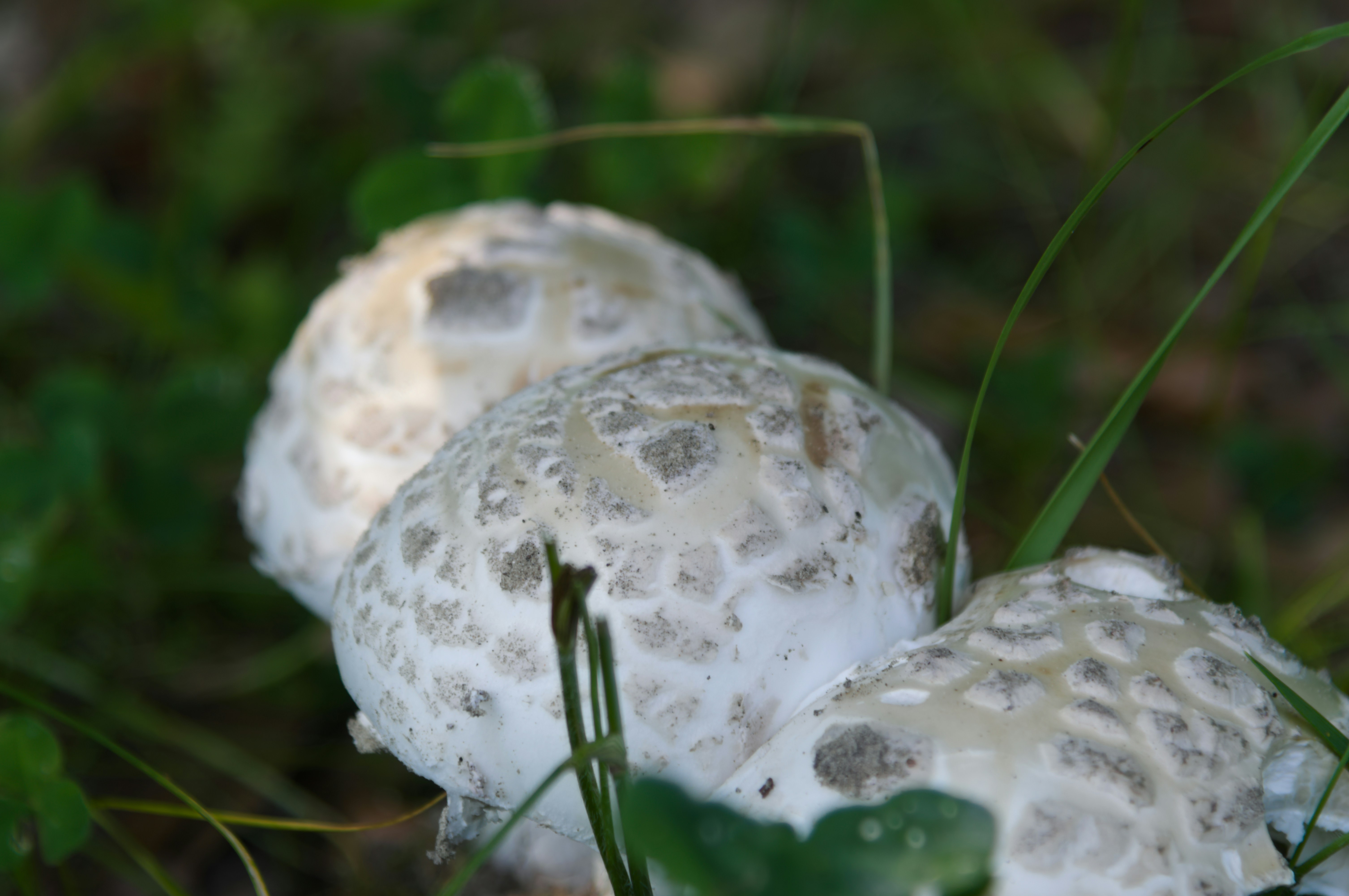 White-spotted Fungus Cluster Resting Among Greenery