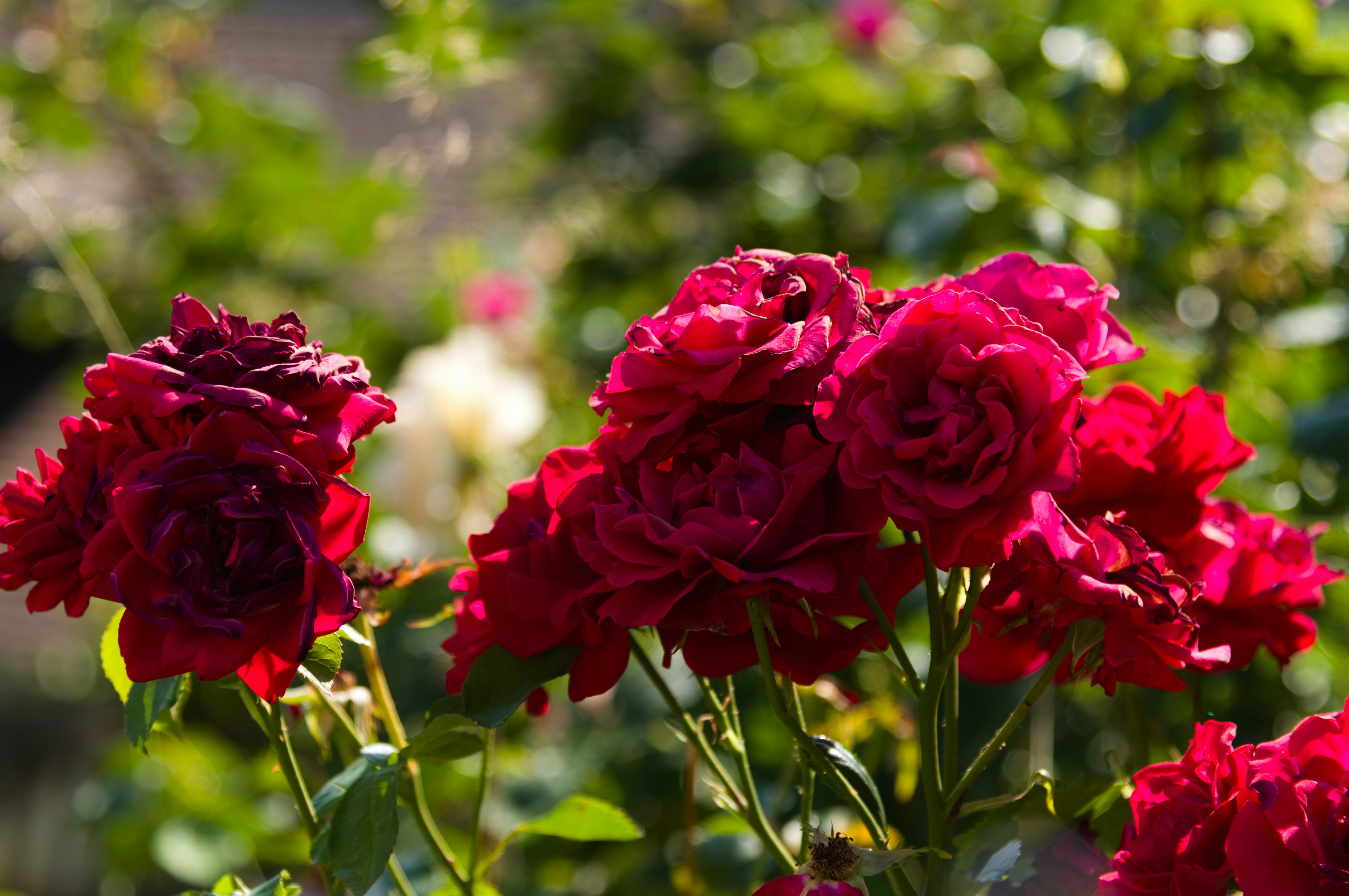 Crimson Roses in Sunlit Garden