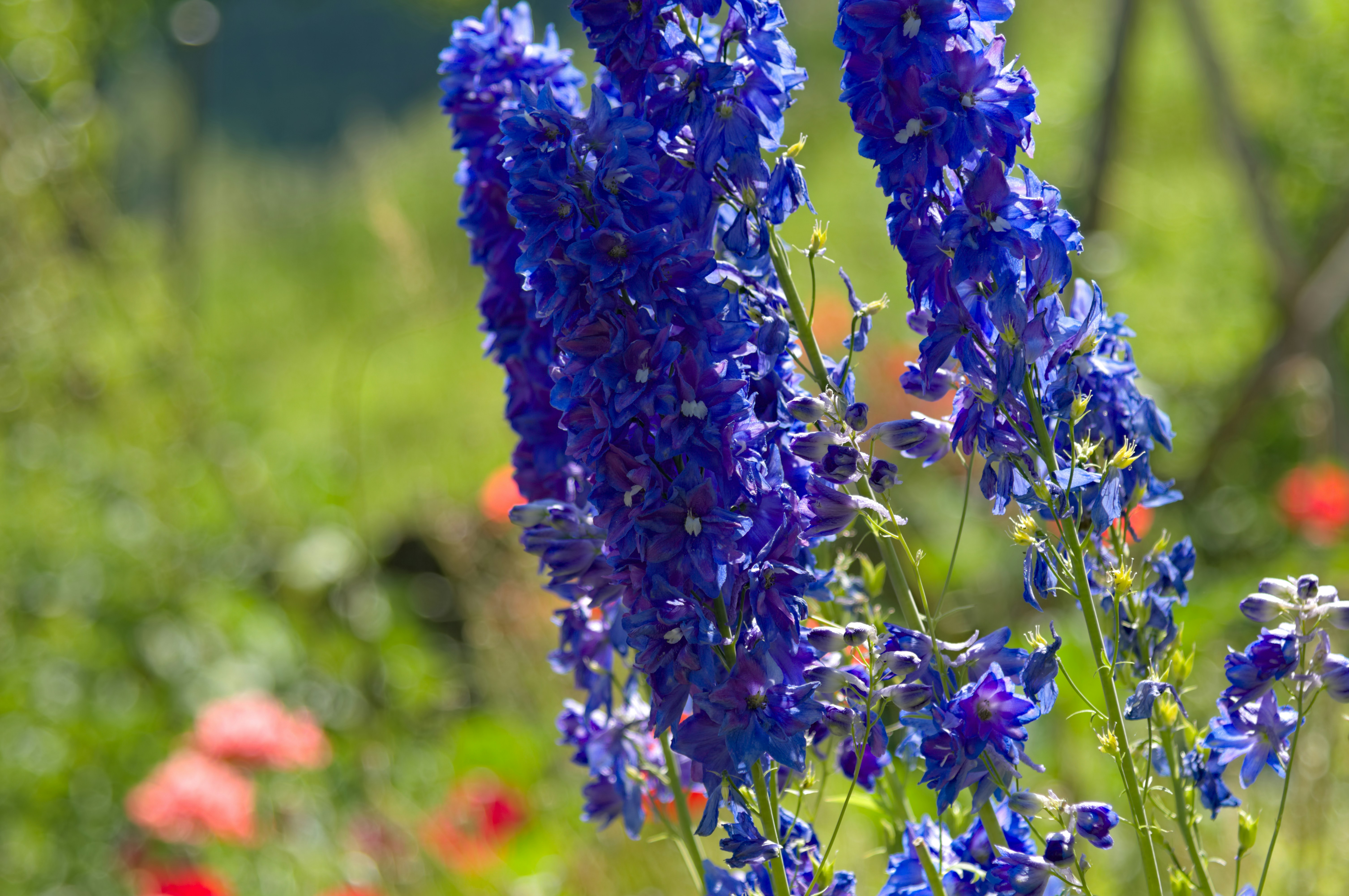 Azure Delphinium Rise Above a Sunlit Meadow