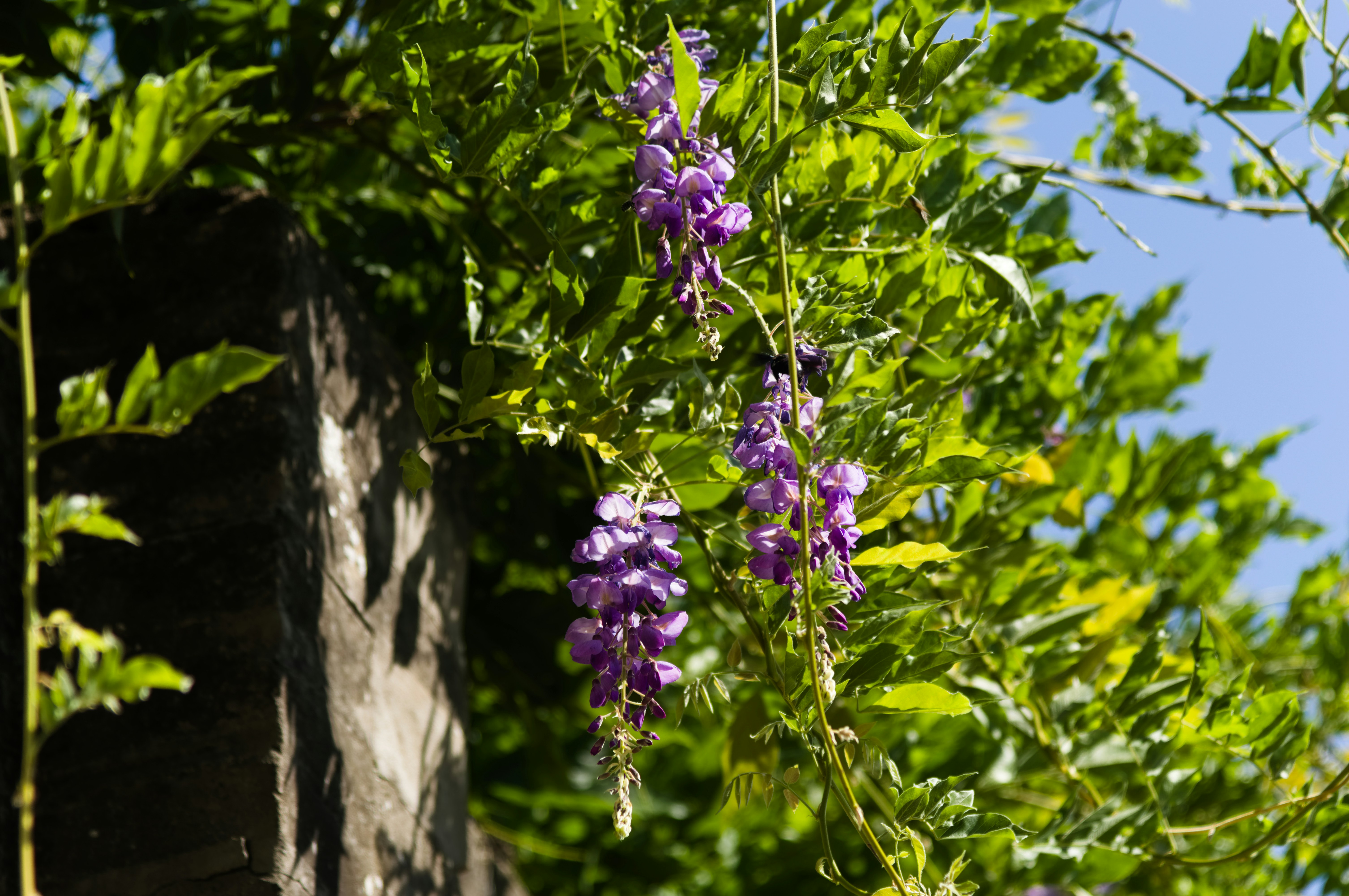 Purple Cascade in Sunlit Greenery