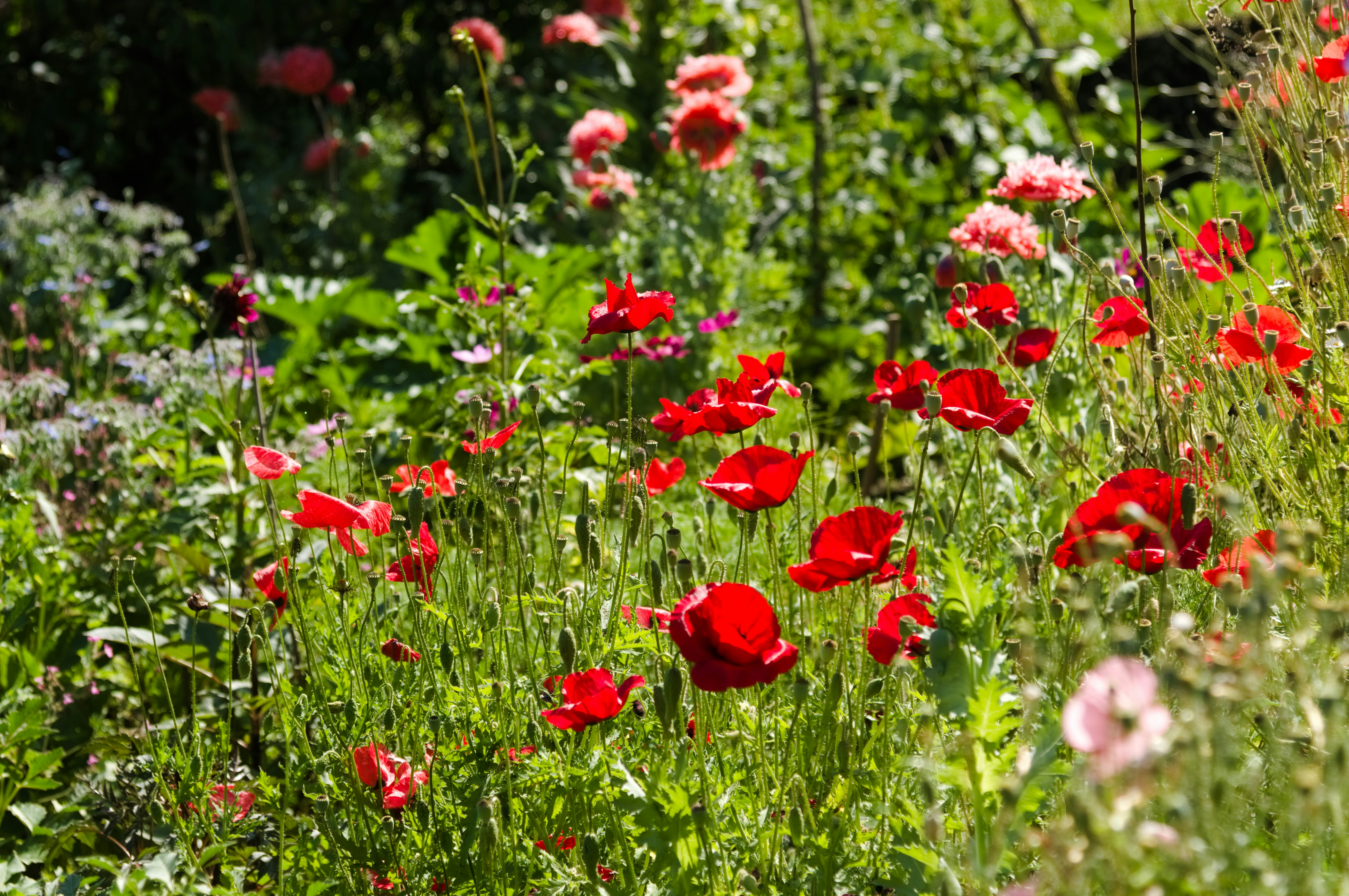 Crimson Blossoms in a Sunlit Meadow
