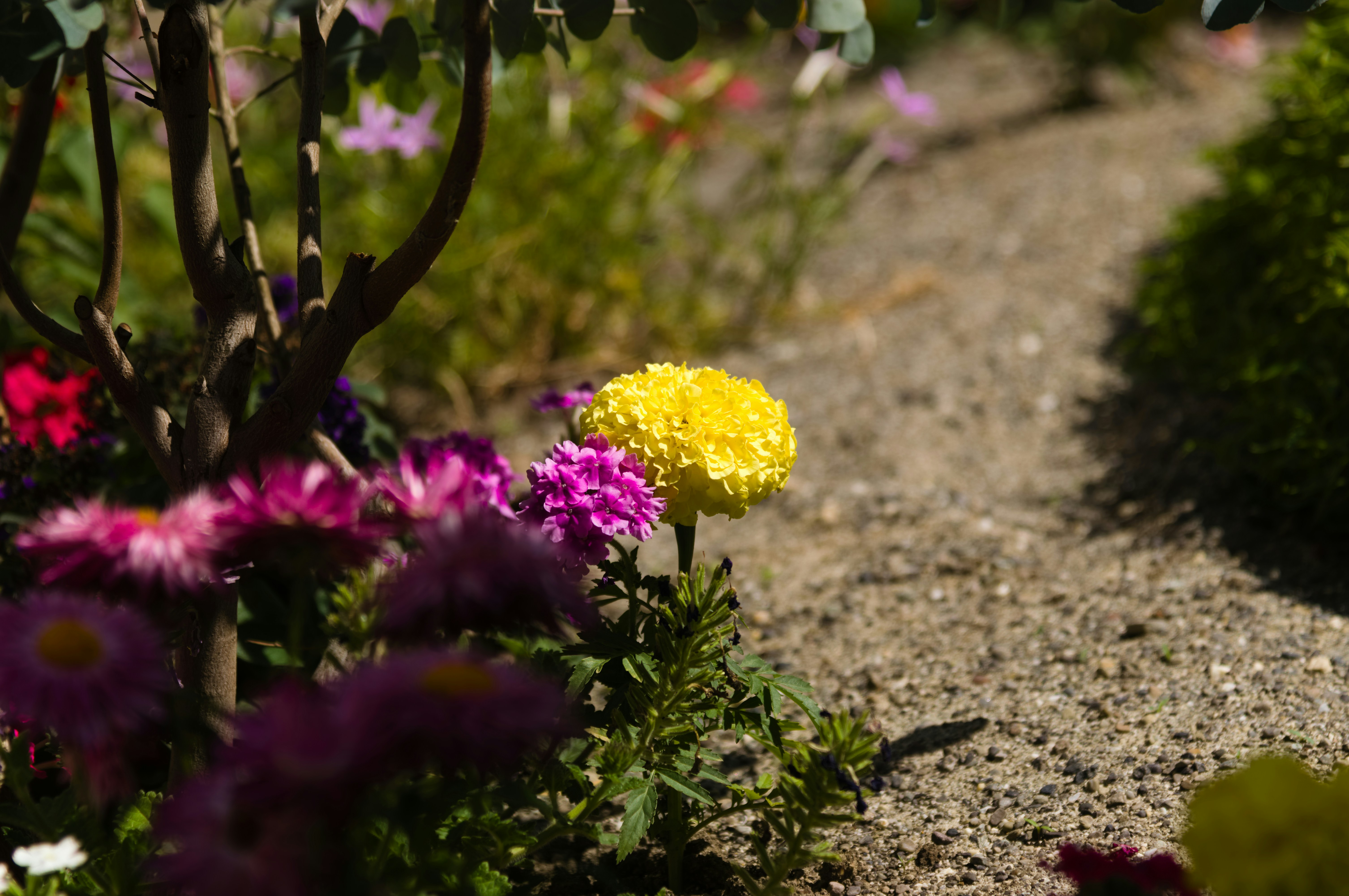 Sunny Yellow Bloom Anchored by Shadowed Path