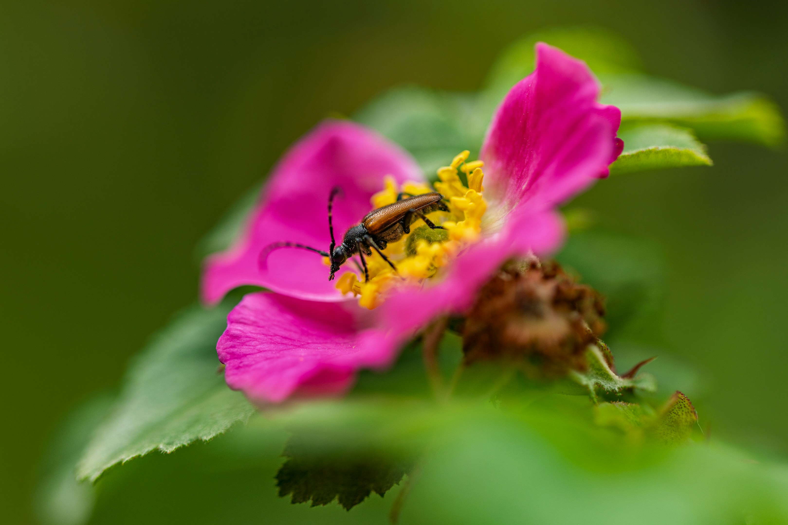 Bee on a Pink Petal: a Quiet Moment of Pollination