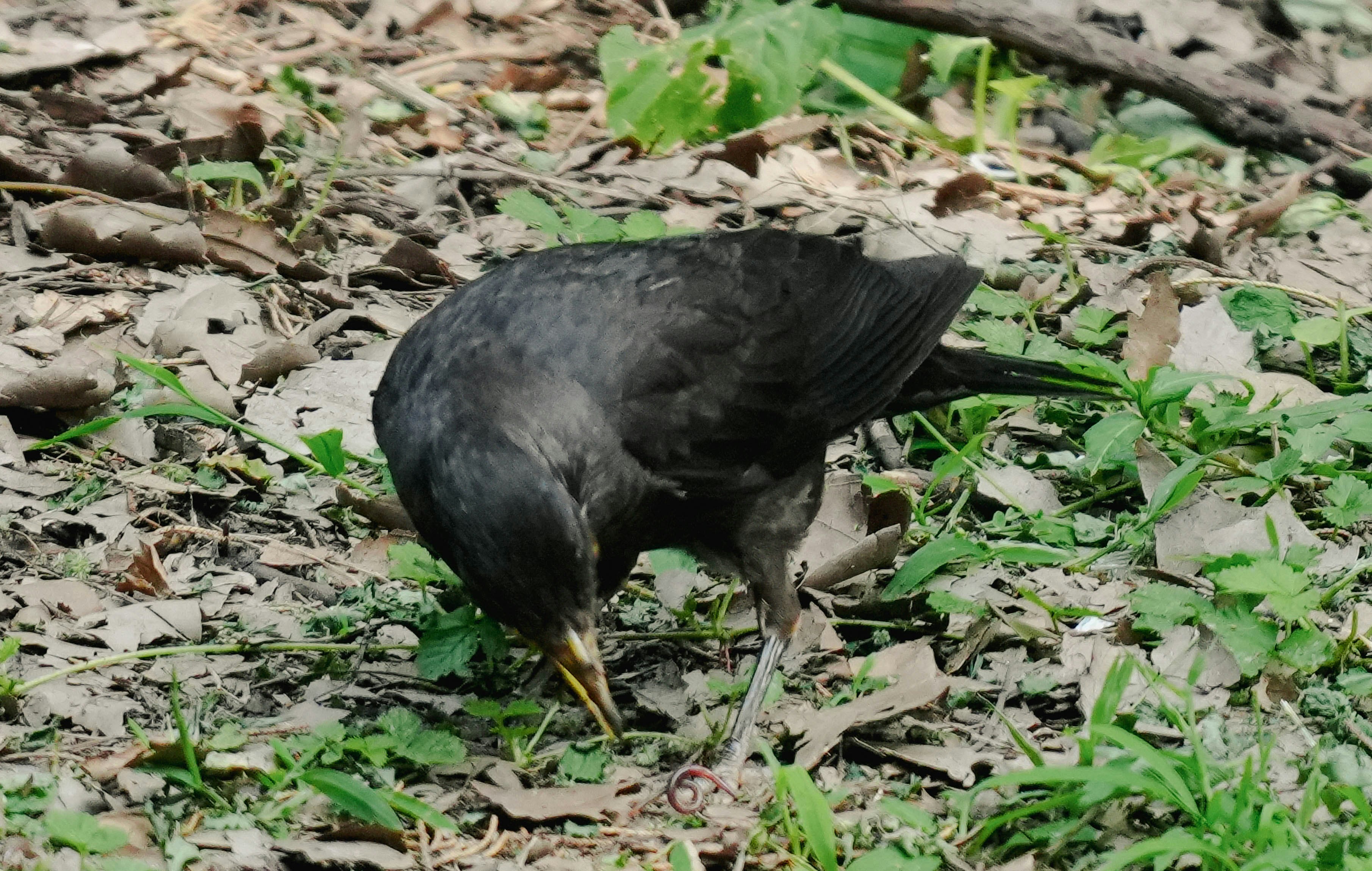Black Heron Probing the Leaf Litter