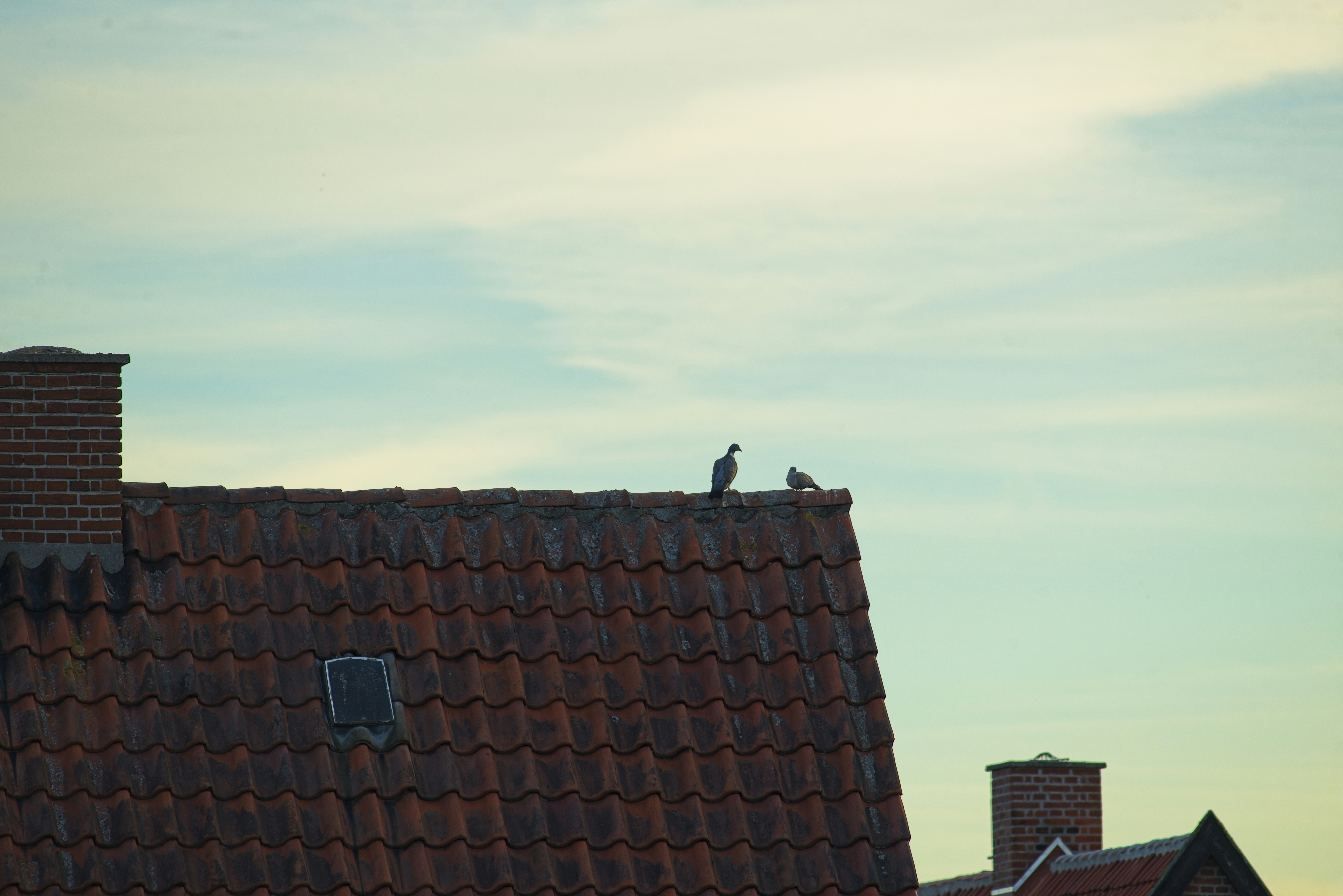 Two Pigeons on a Rooftop Ridge at Dusk