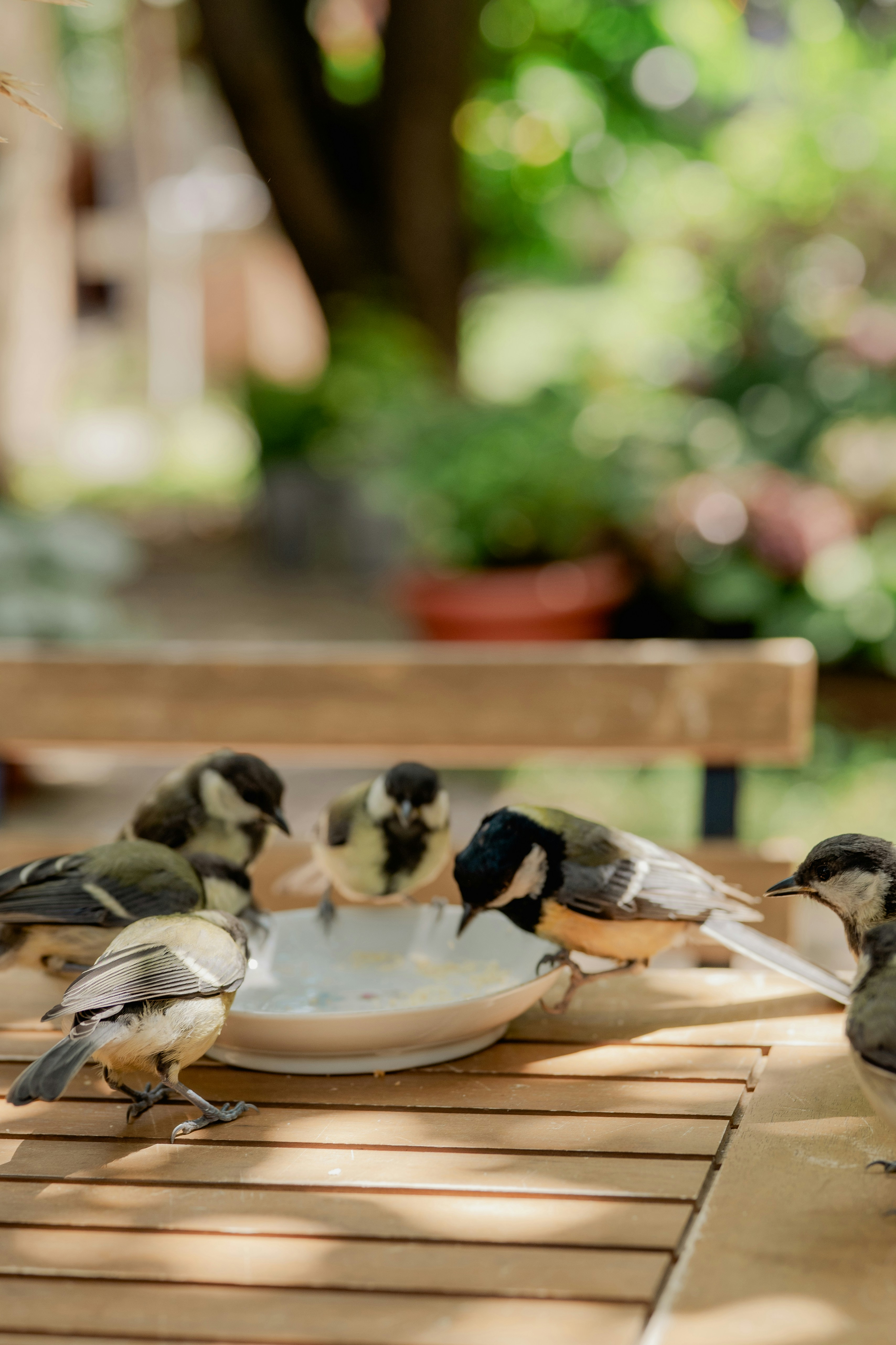 Feeding Chorus: Sparrows at a Backyard Table