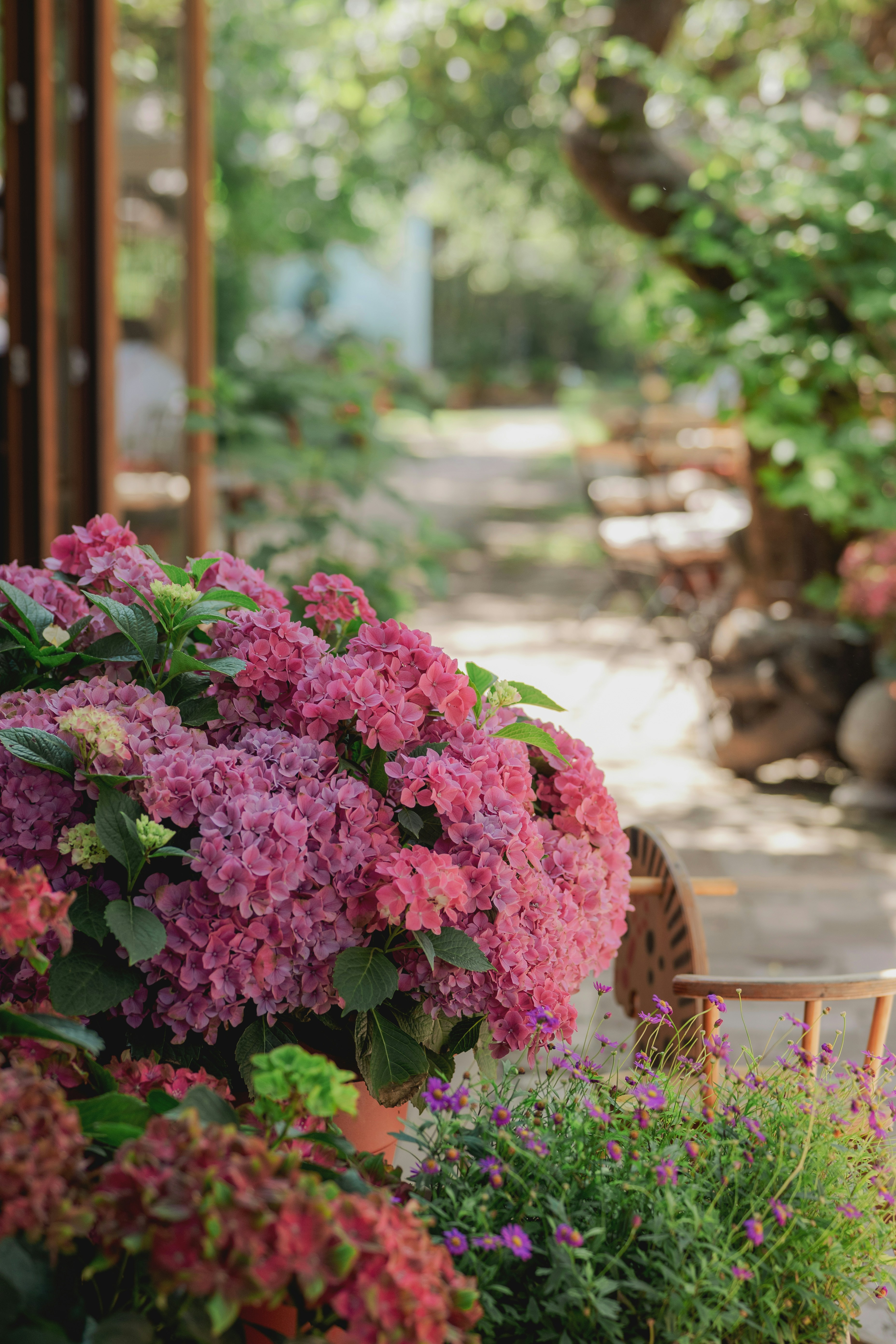 Hydrangea Cascade at a Sunlit Bistro Courtyard