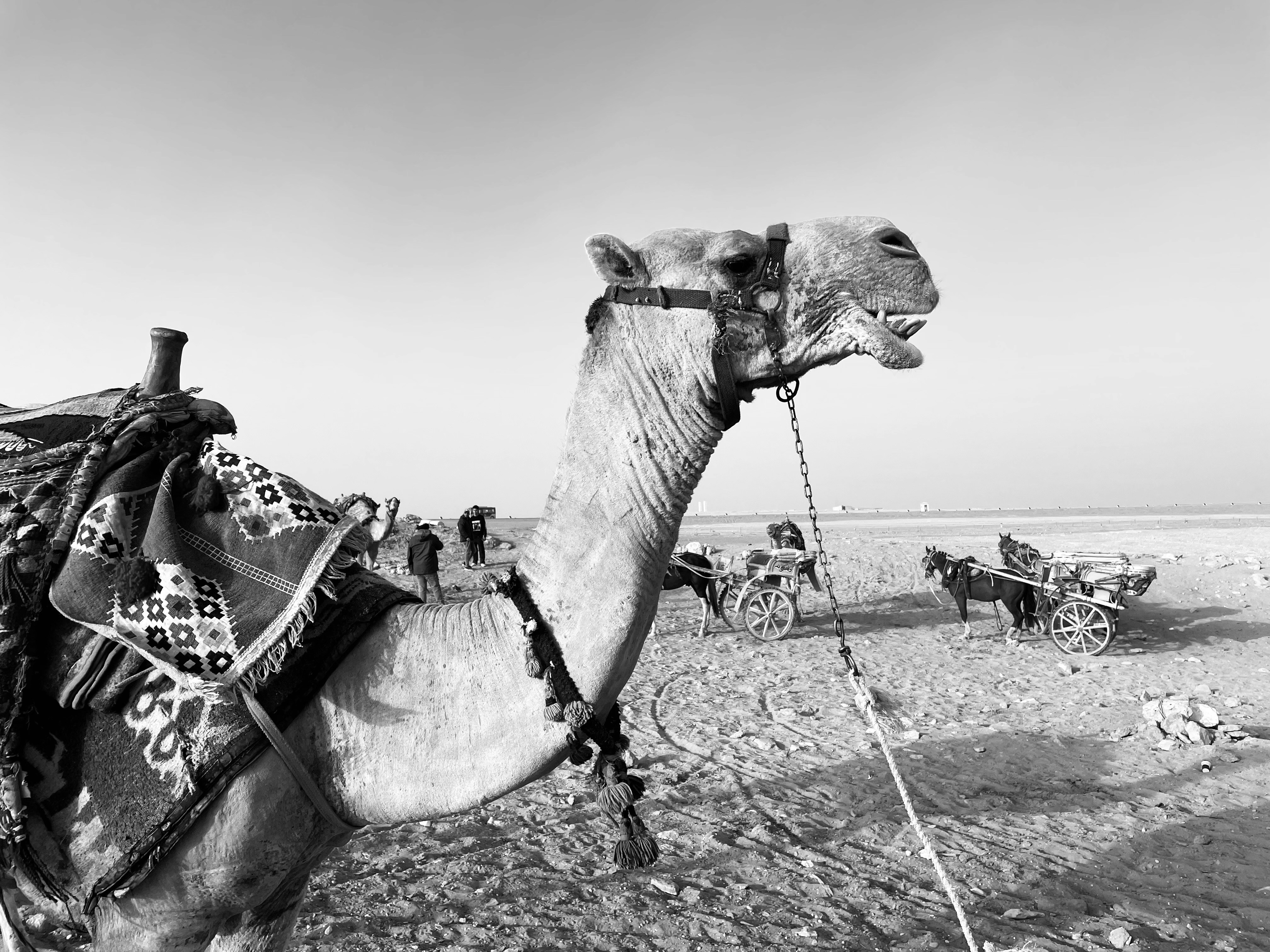 Camel Portrait at the Desert Carriage Line