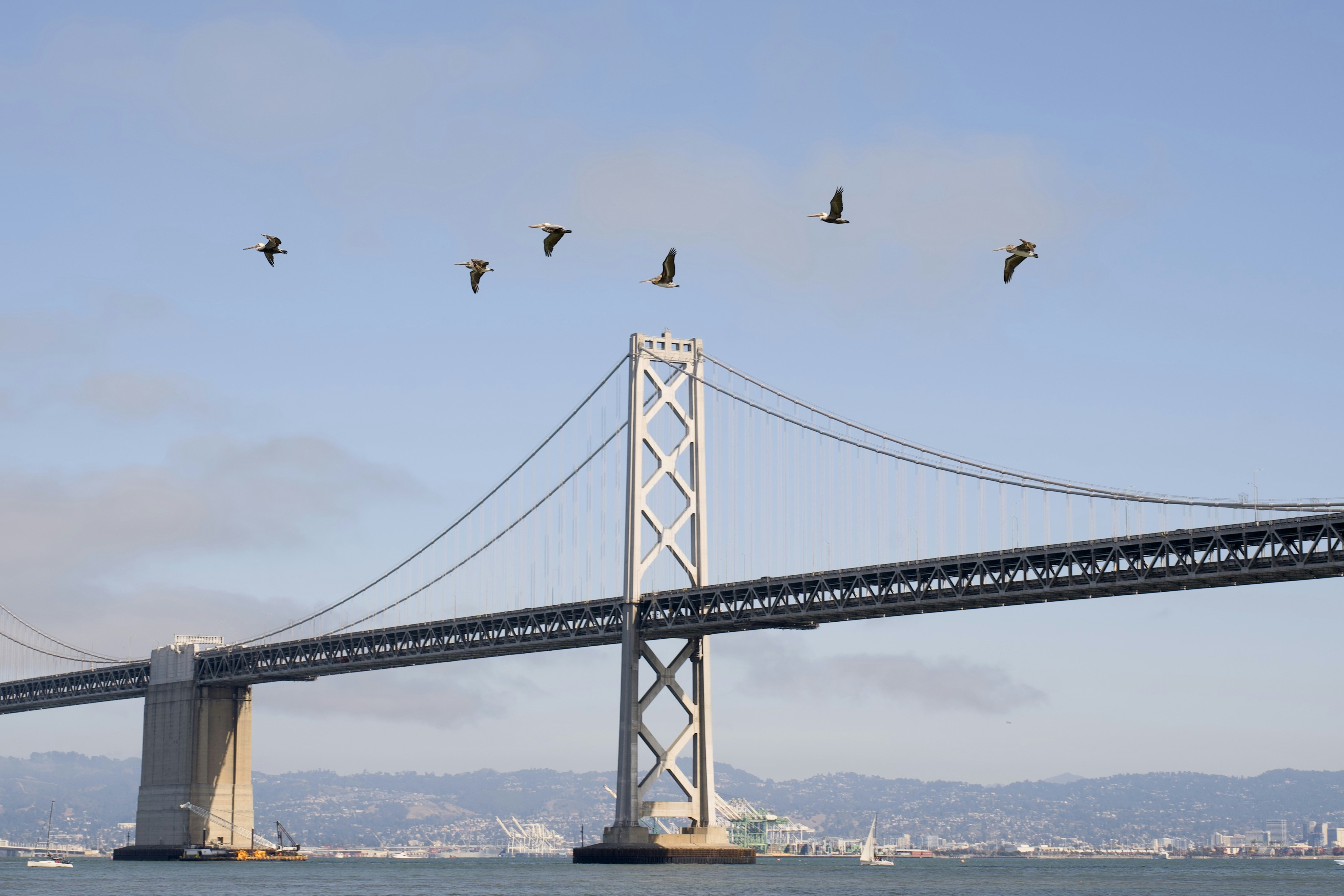 Winged Transit: Birds Cross a Bay Bridge