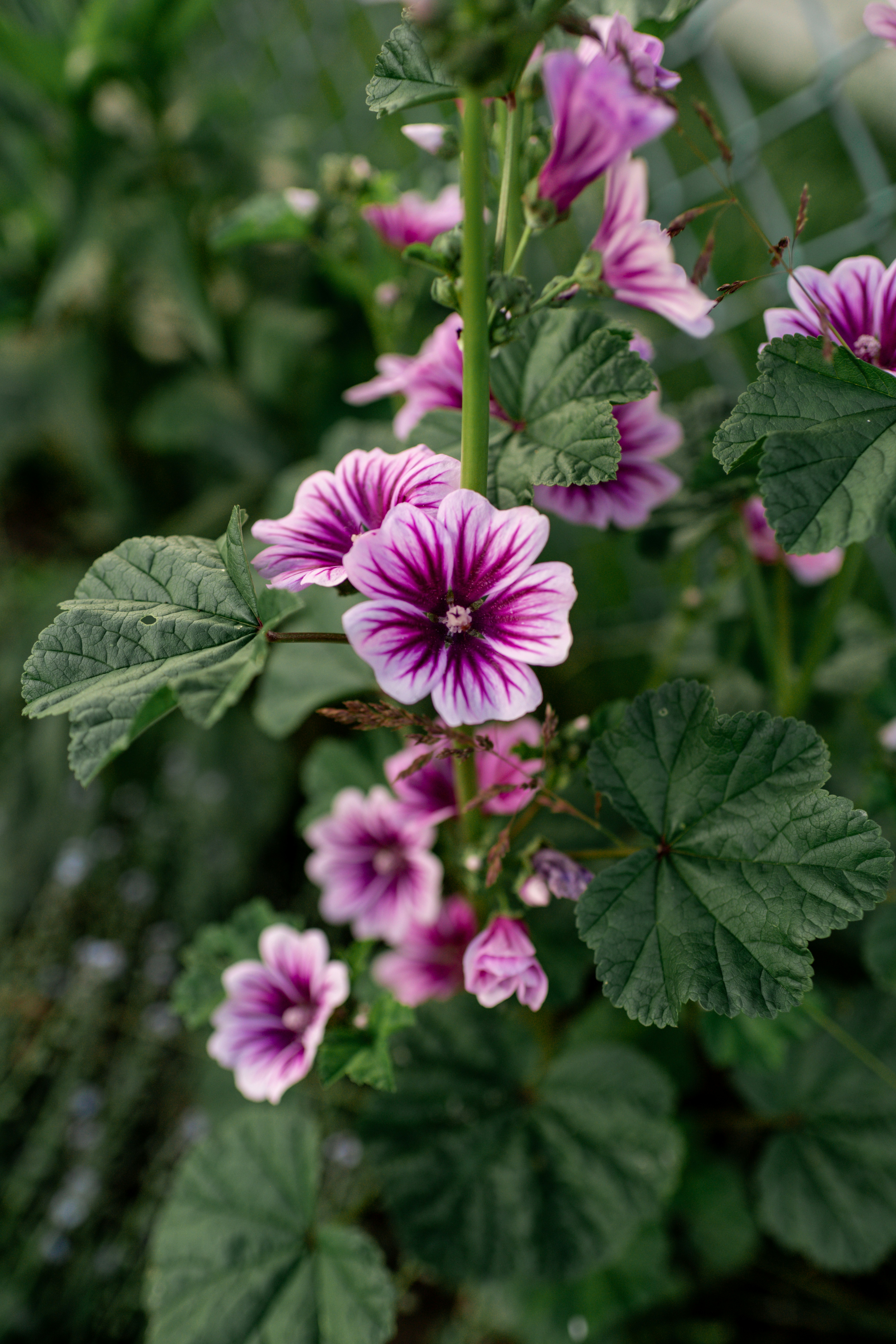 Petaled Violets on a Verdant Stem