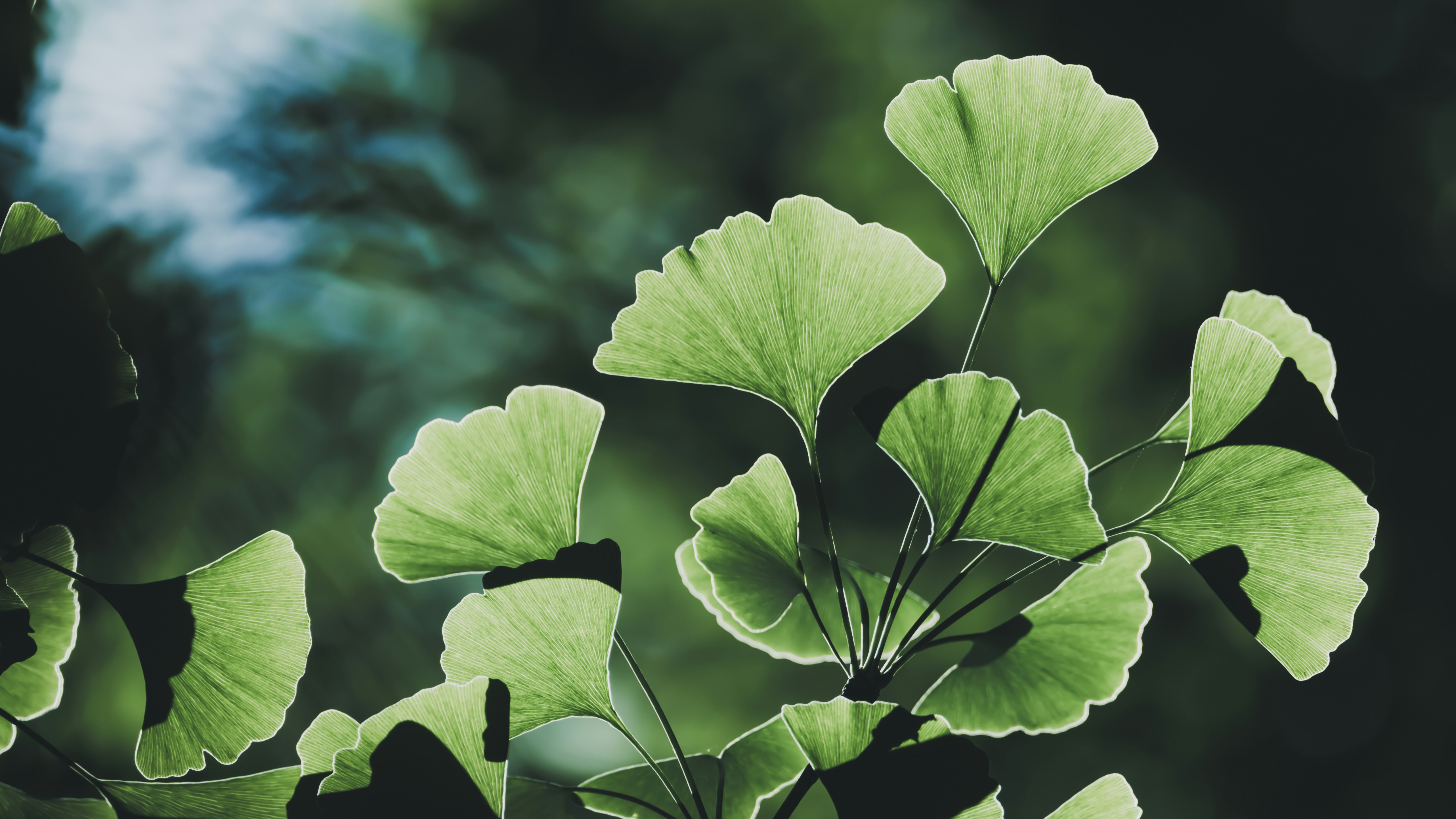 Ginkgo fanfare: pale-green leaves against a shadowed backdrop