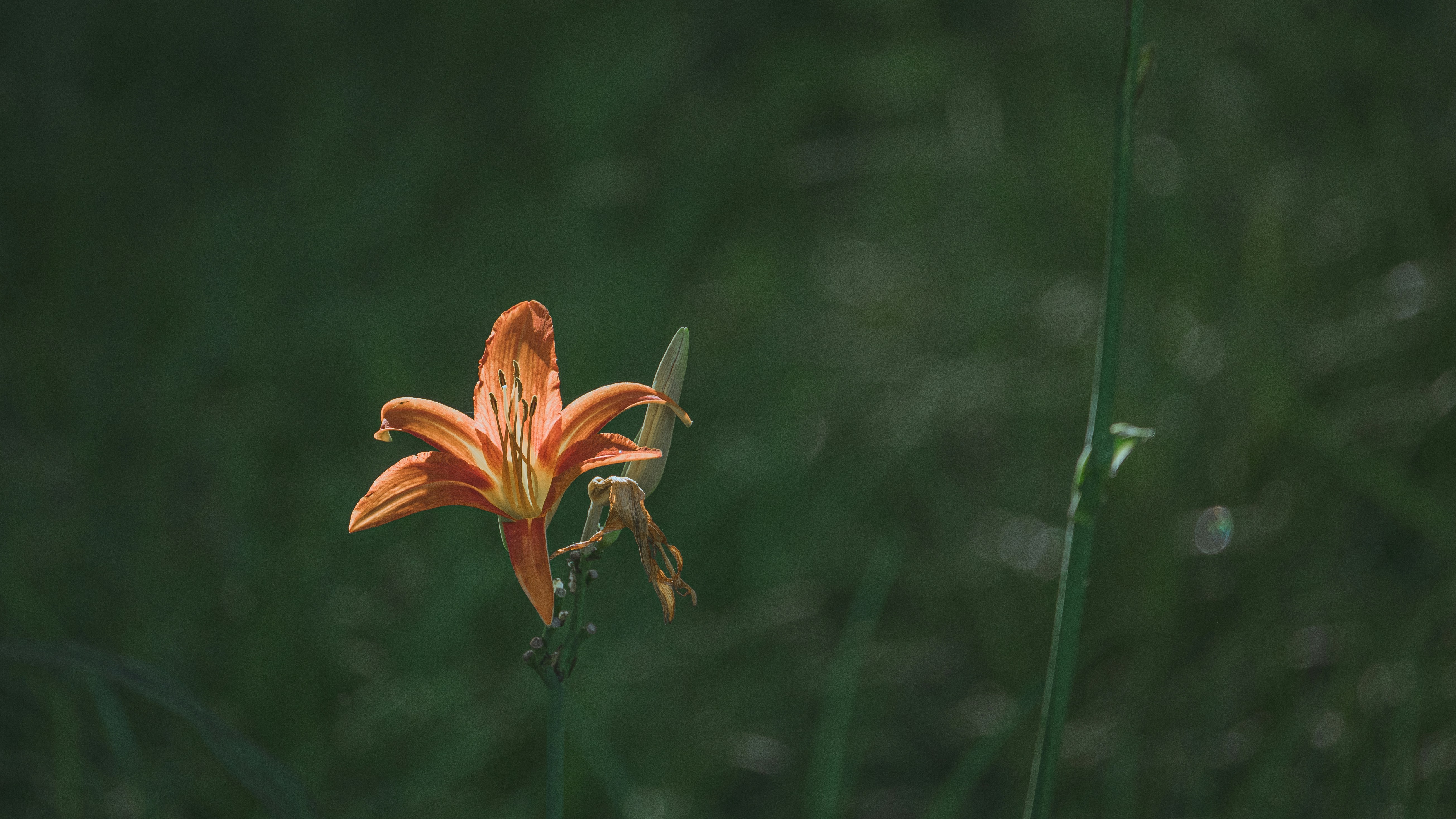 Orange Lily in Quiet Green Spotlight