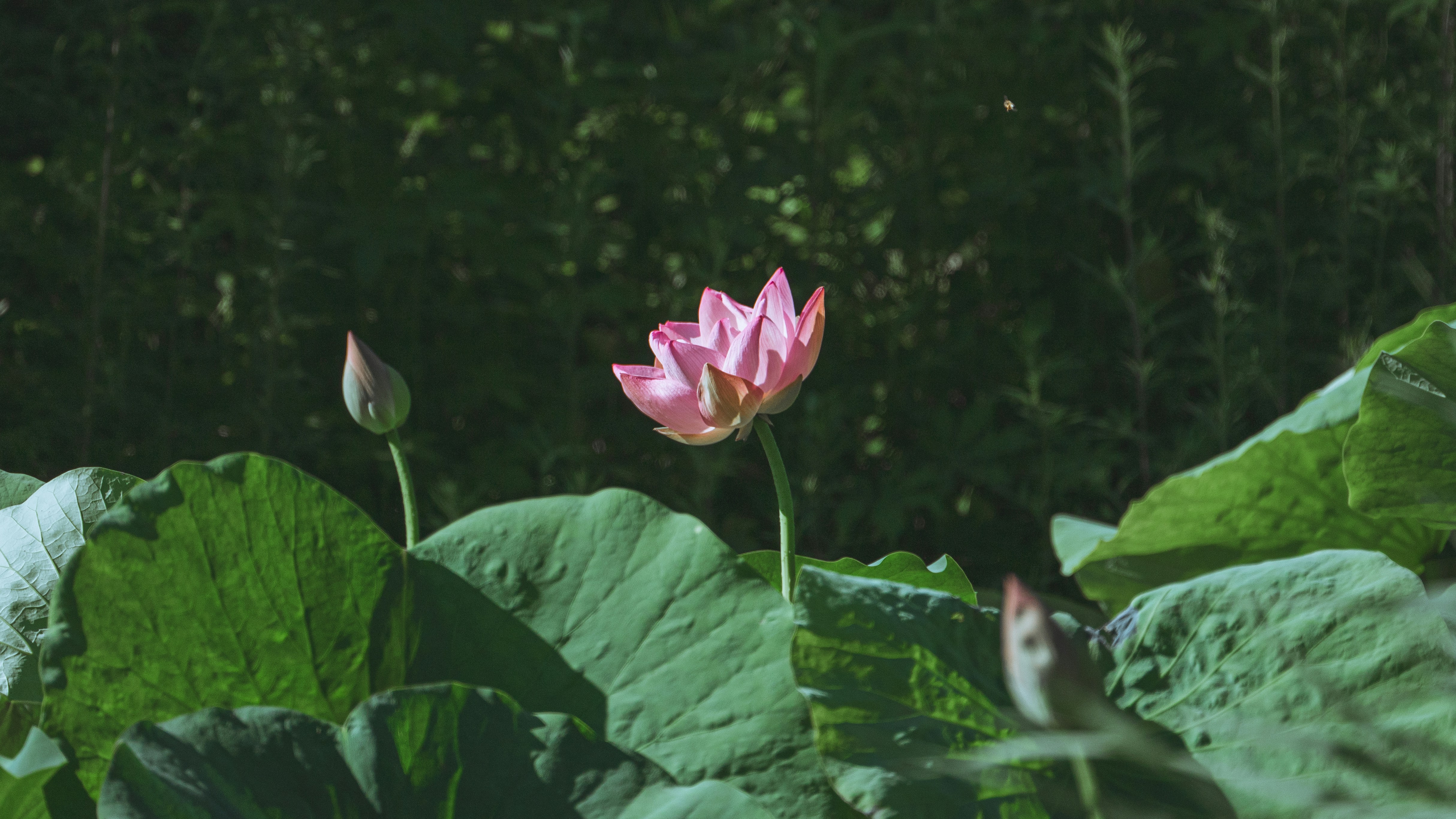 Pink Lotus bloom rising over dark-green leaves