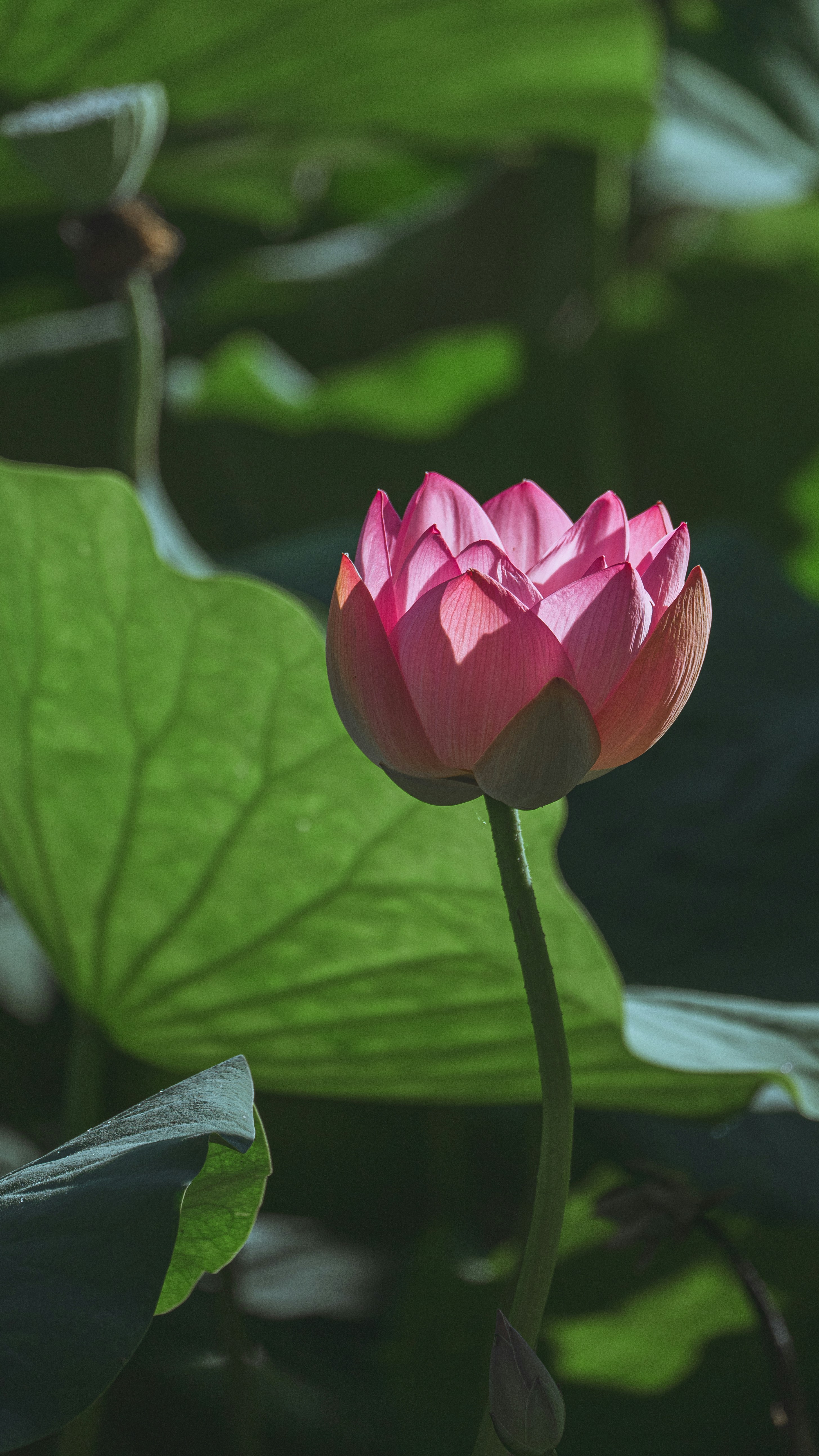 Blooming Pink Lotus Against Shadowed Greens