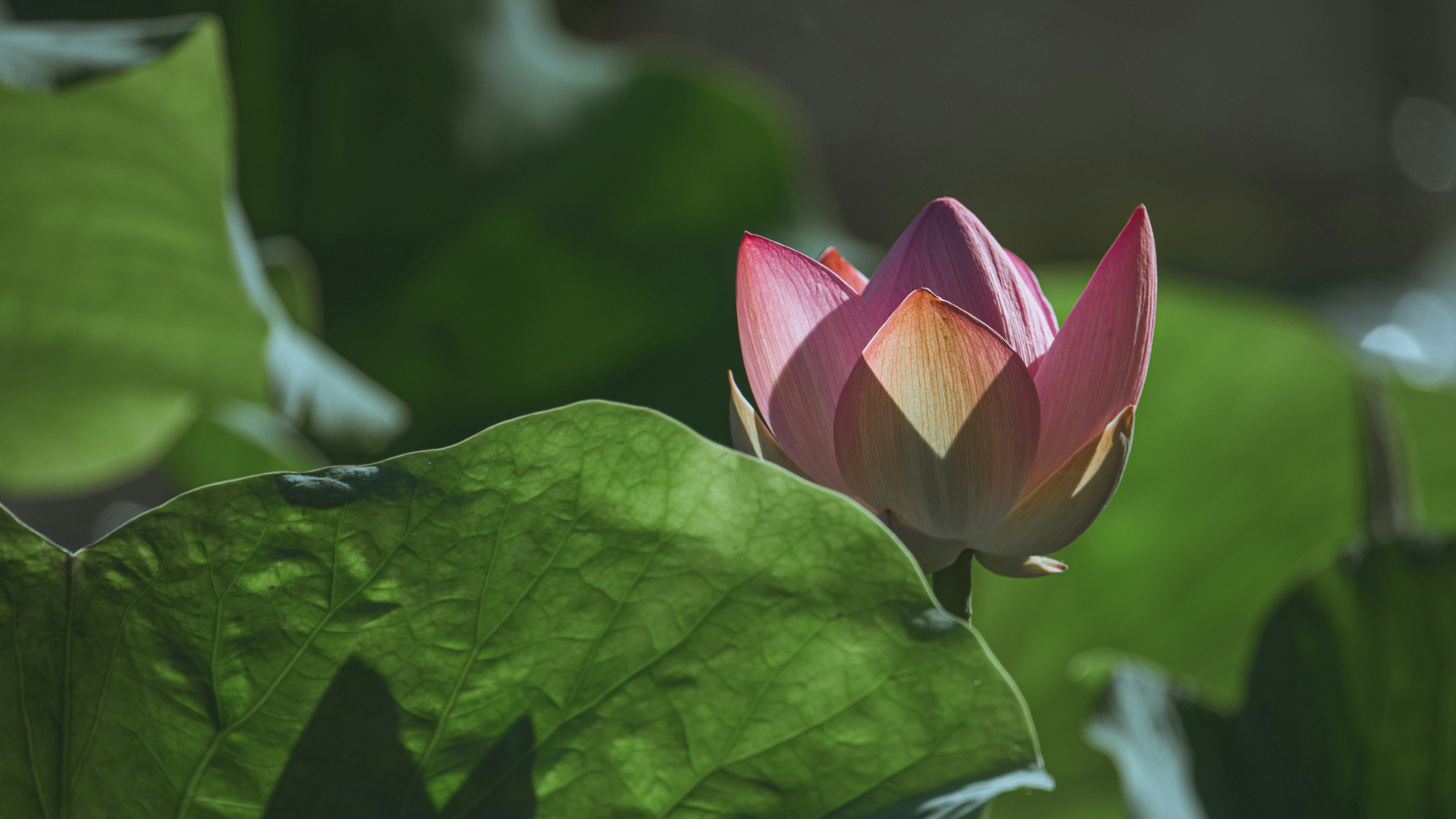 Pink Lotus Emerges Above Quiet Green Veil