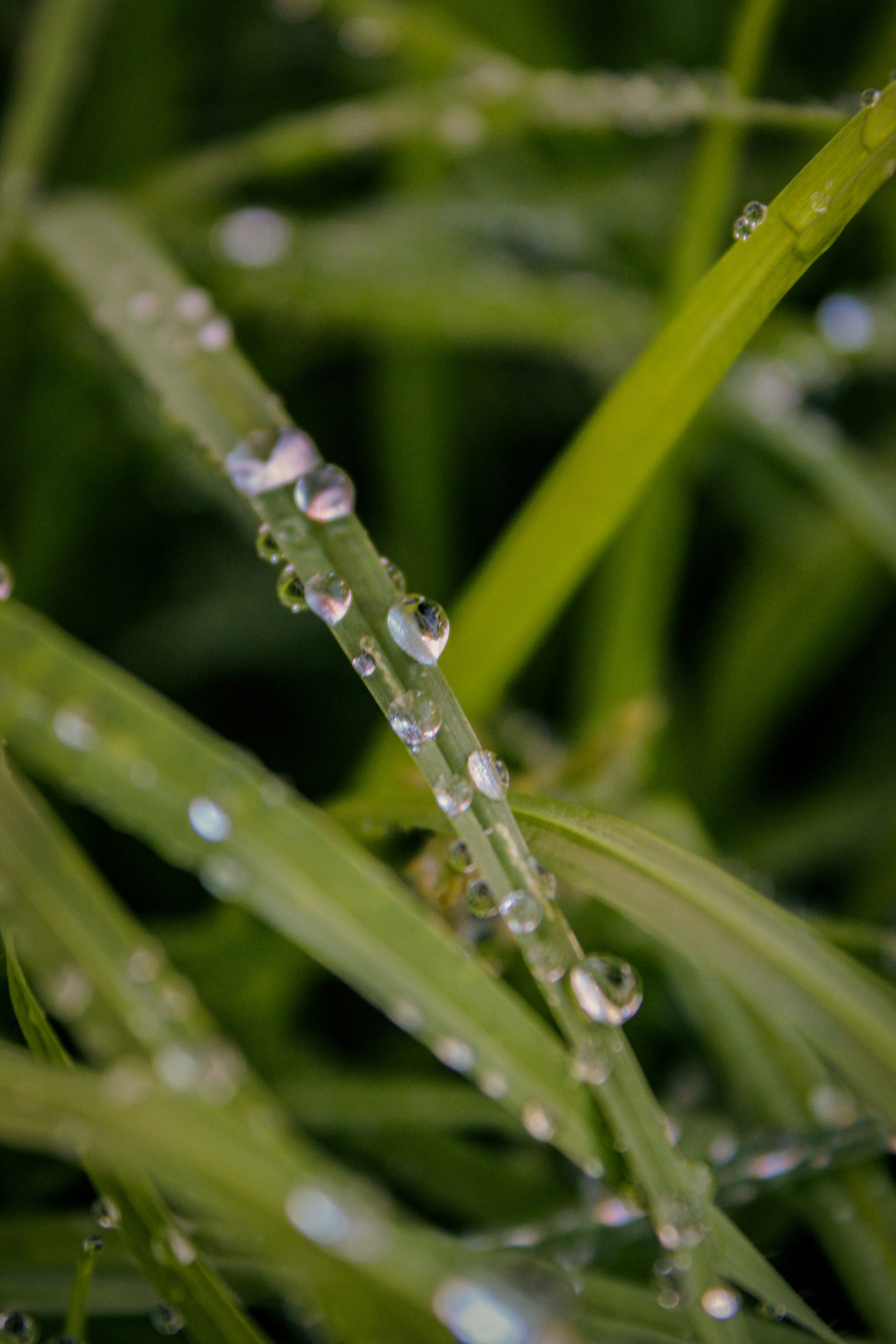 Close-up of dew-glazed grass blades with droplets clinging to the stems, highlighting texture and tiny reflections in a soft-focus natural backdrop.