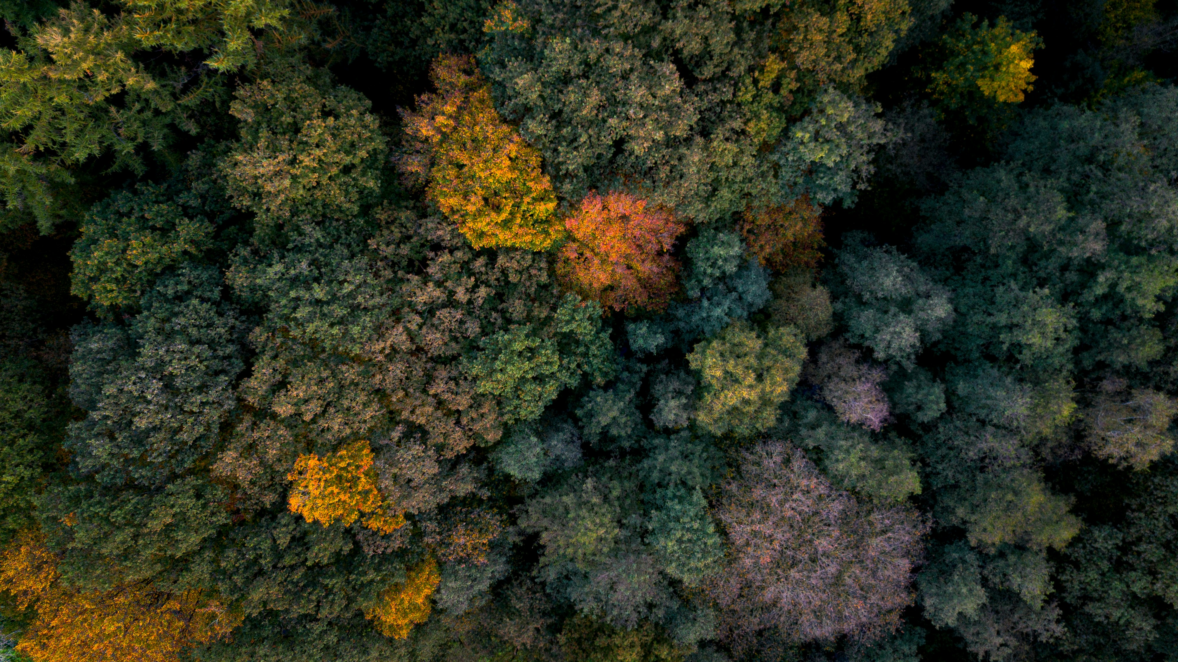 Aerial view of a dense forest canopy exhibiting autumn colors with a mosaic of greens, yellows, and reds.