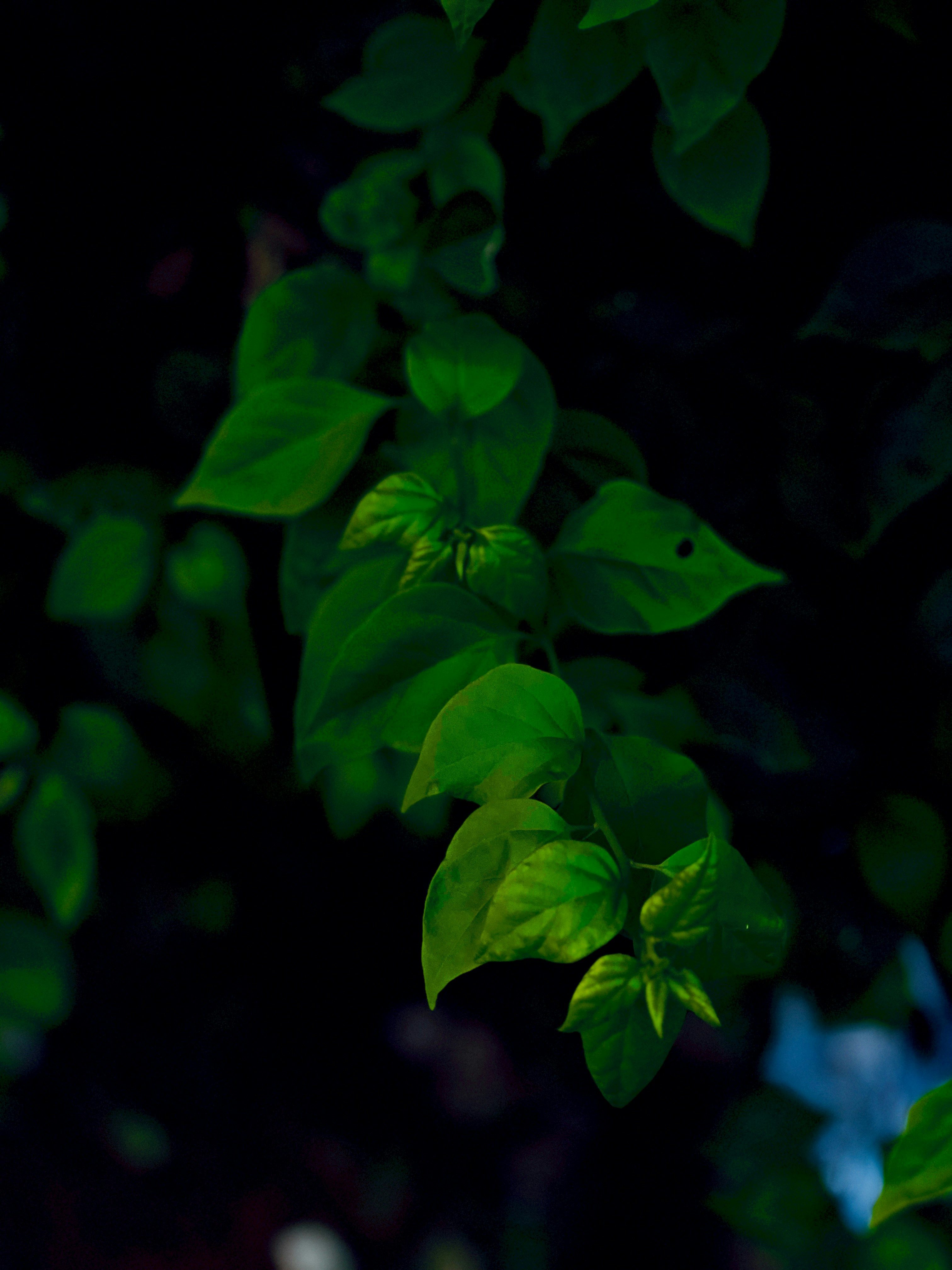 Emerald Tendrils: A Quiet Climb of Nighttime Leaves