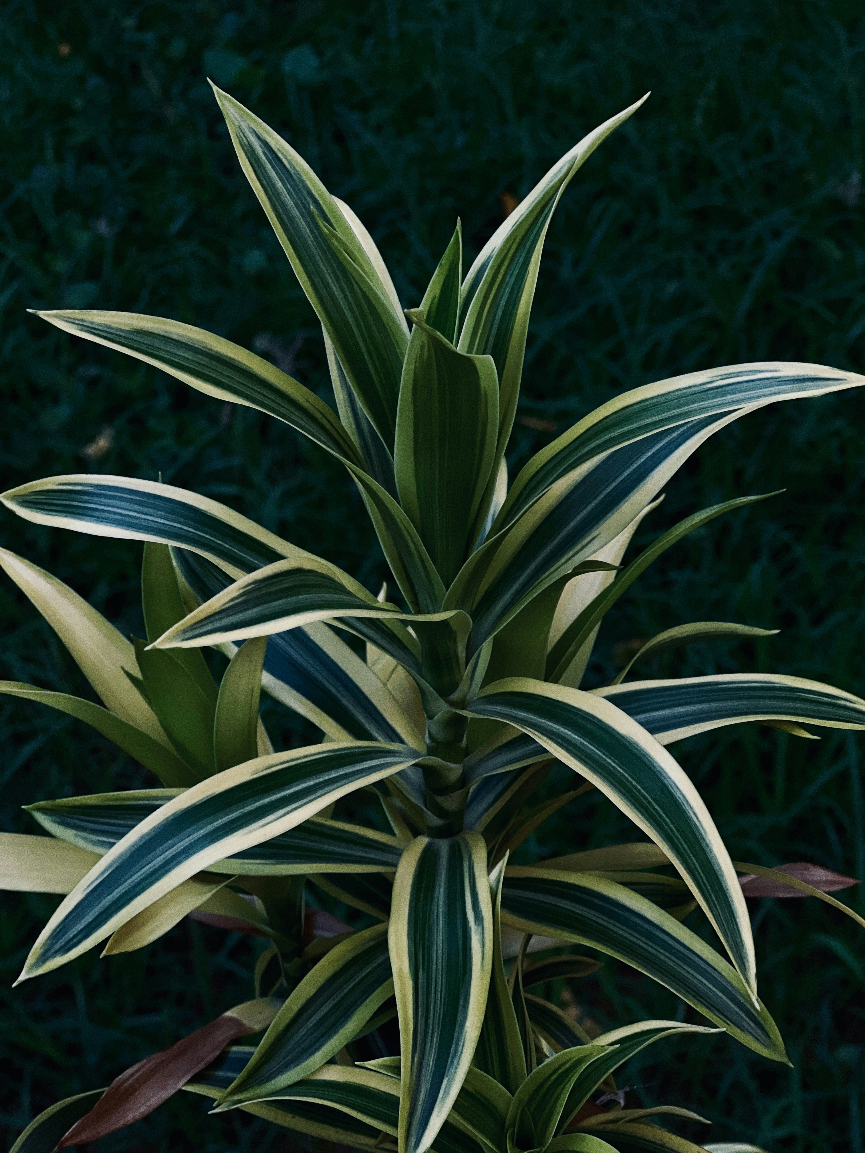Variegated plant with green and cream-edged leaves set against a dark background, showcasing the plant’s bold pattern and structure.