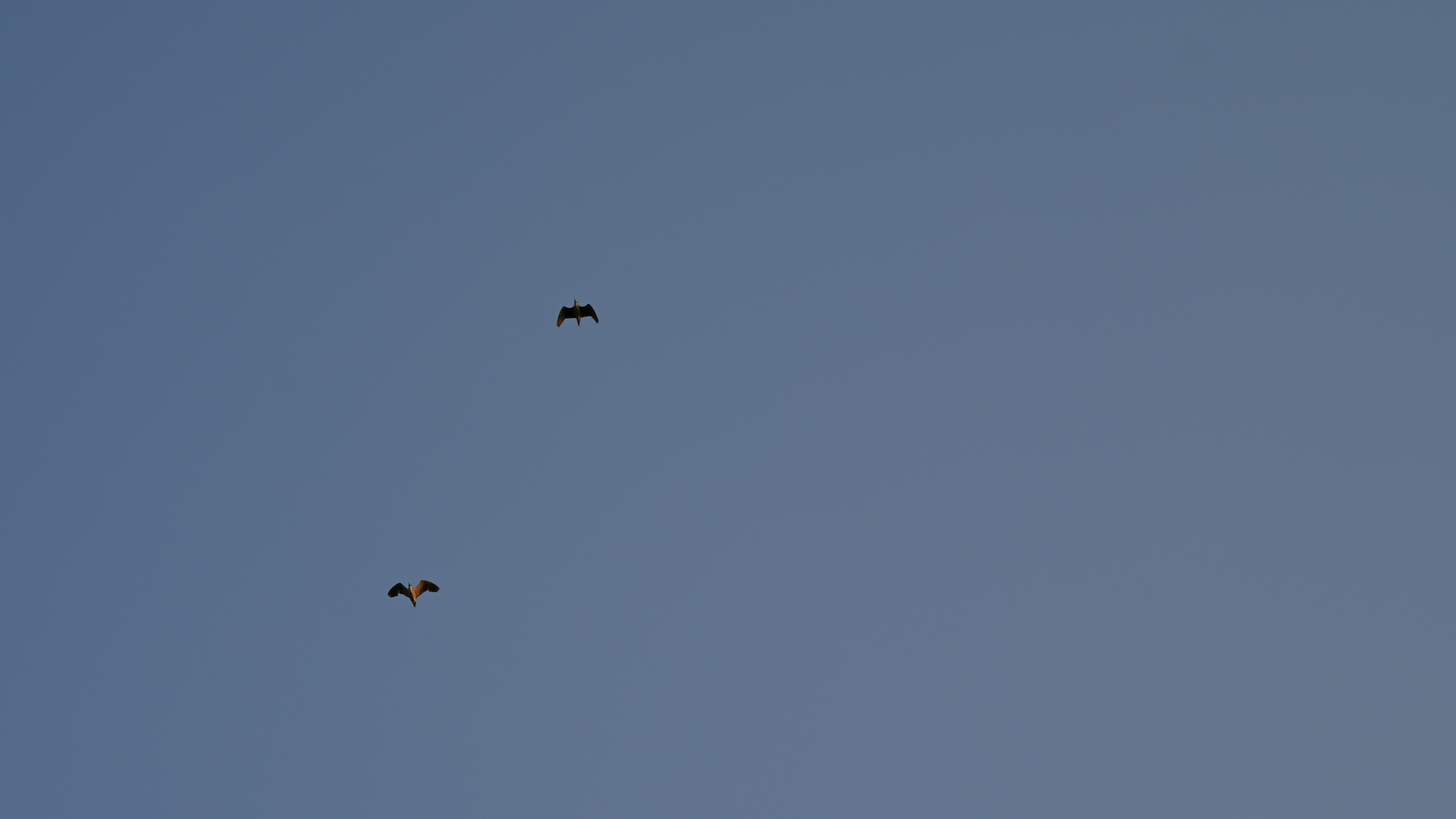 Two distant kestrels trace a thin arc across a pale blue sky