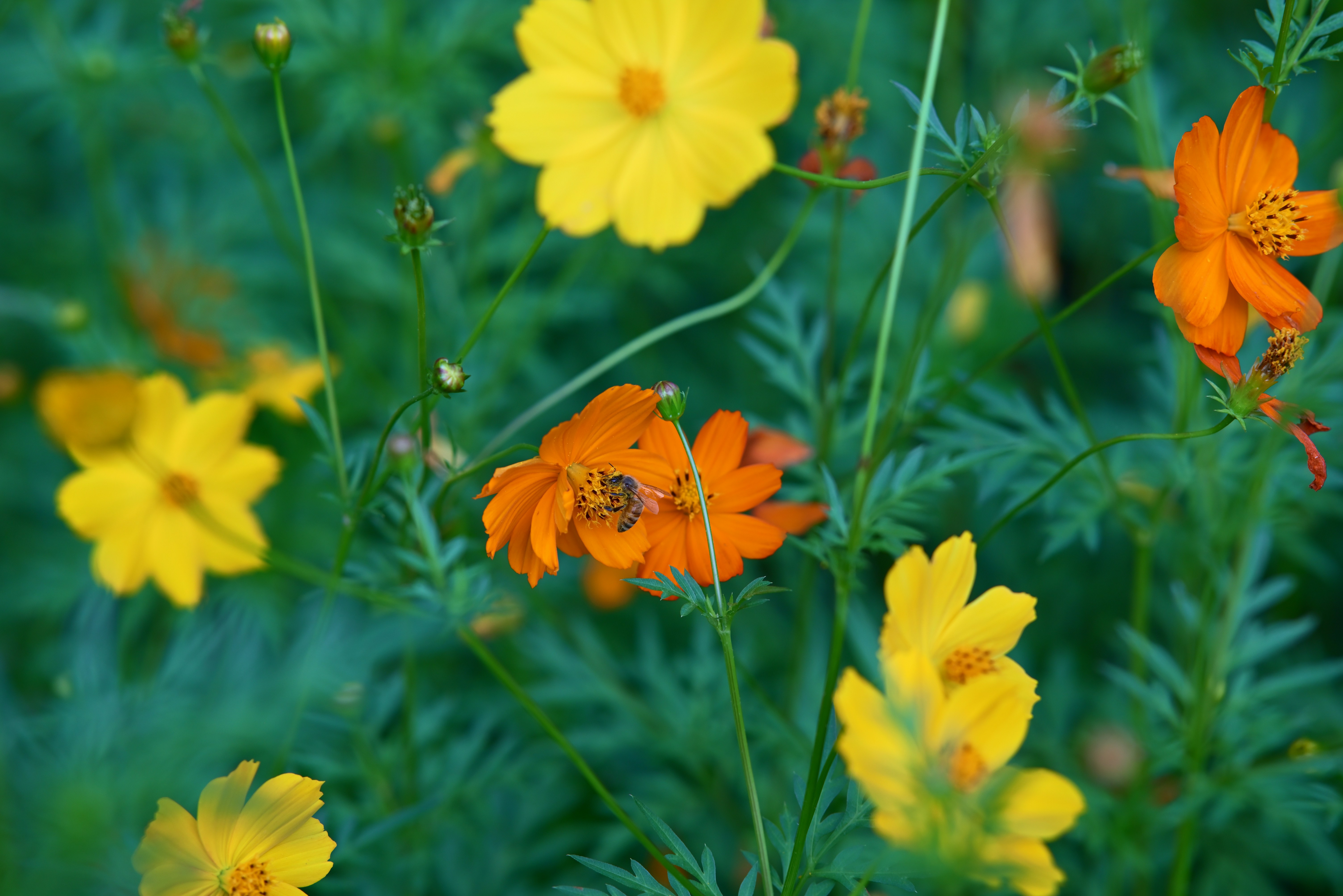 Vibrant Meadow Spotlight: Yellow and Orange Blooms in Soft Focus