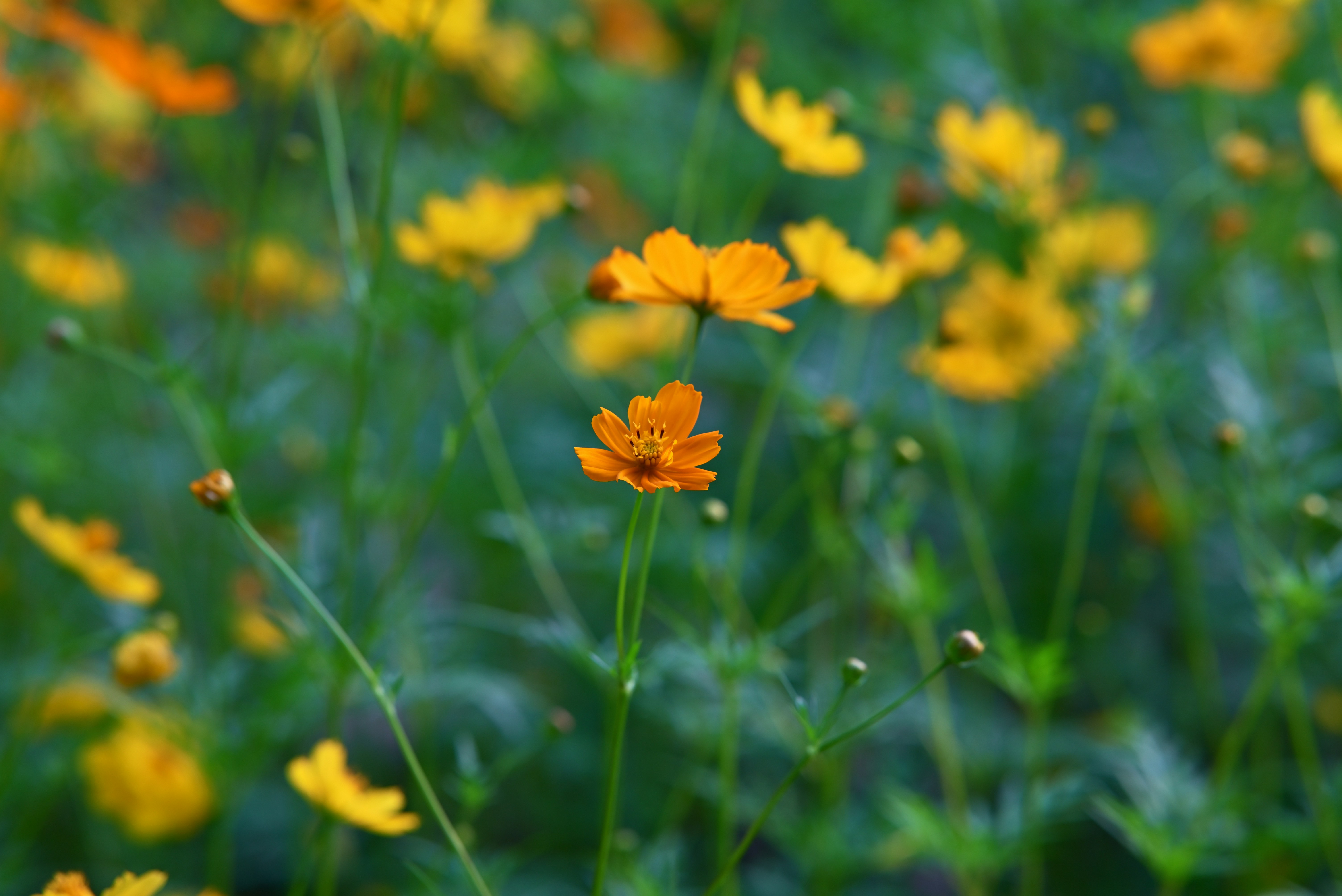 Central Blossom in a Field of Gold