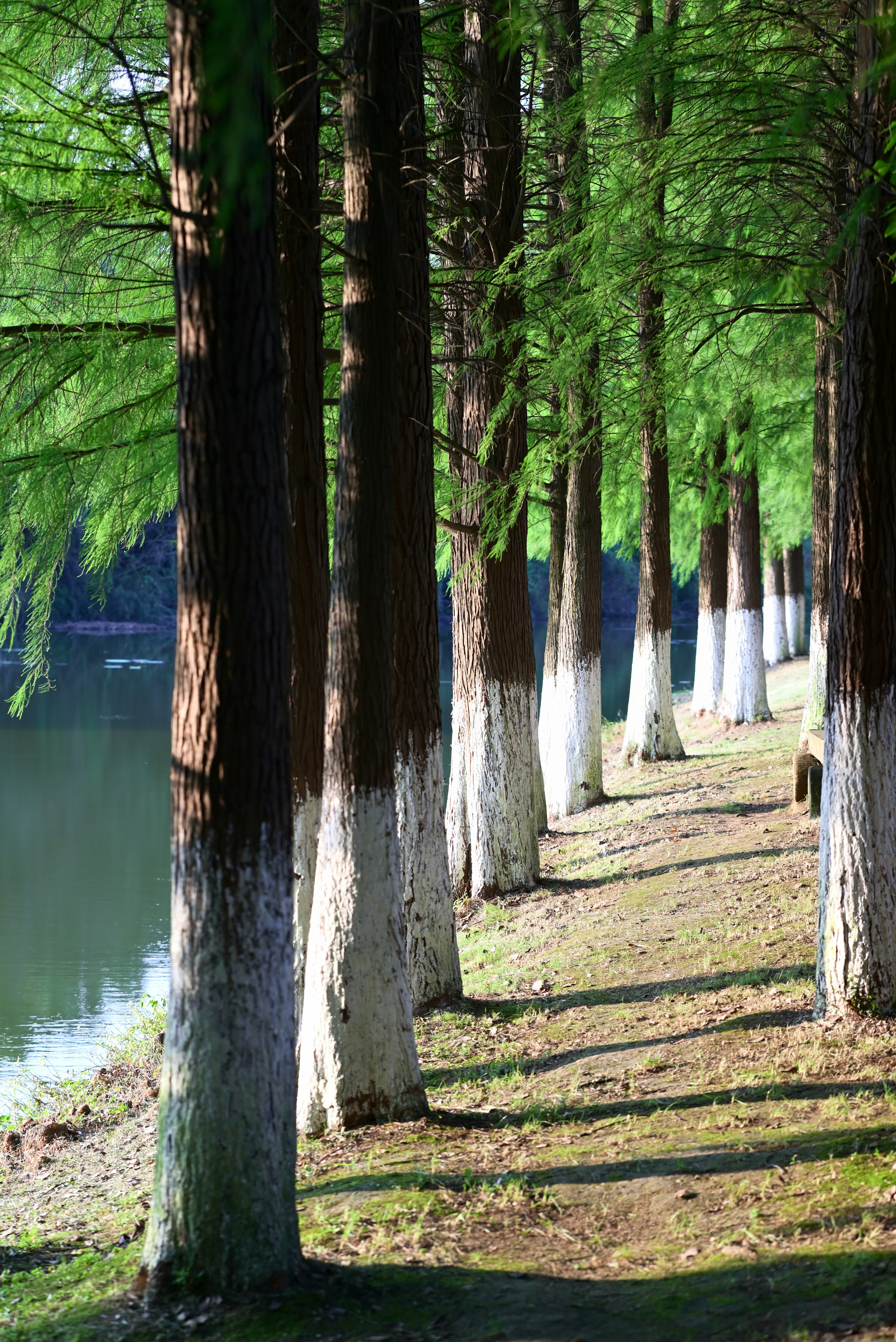 Line of White-Washed Trunks: A Path Through the Green Corridor