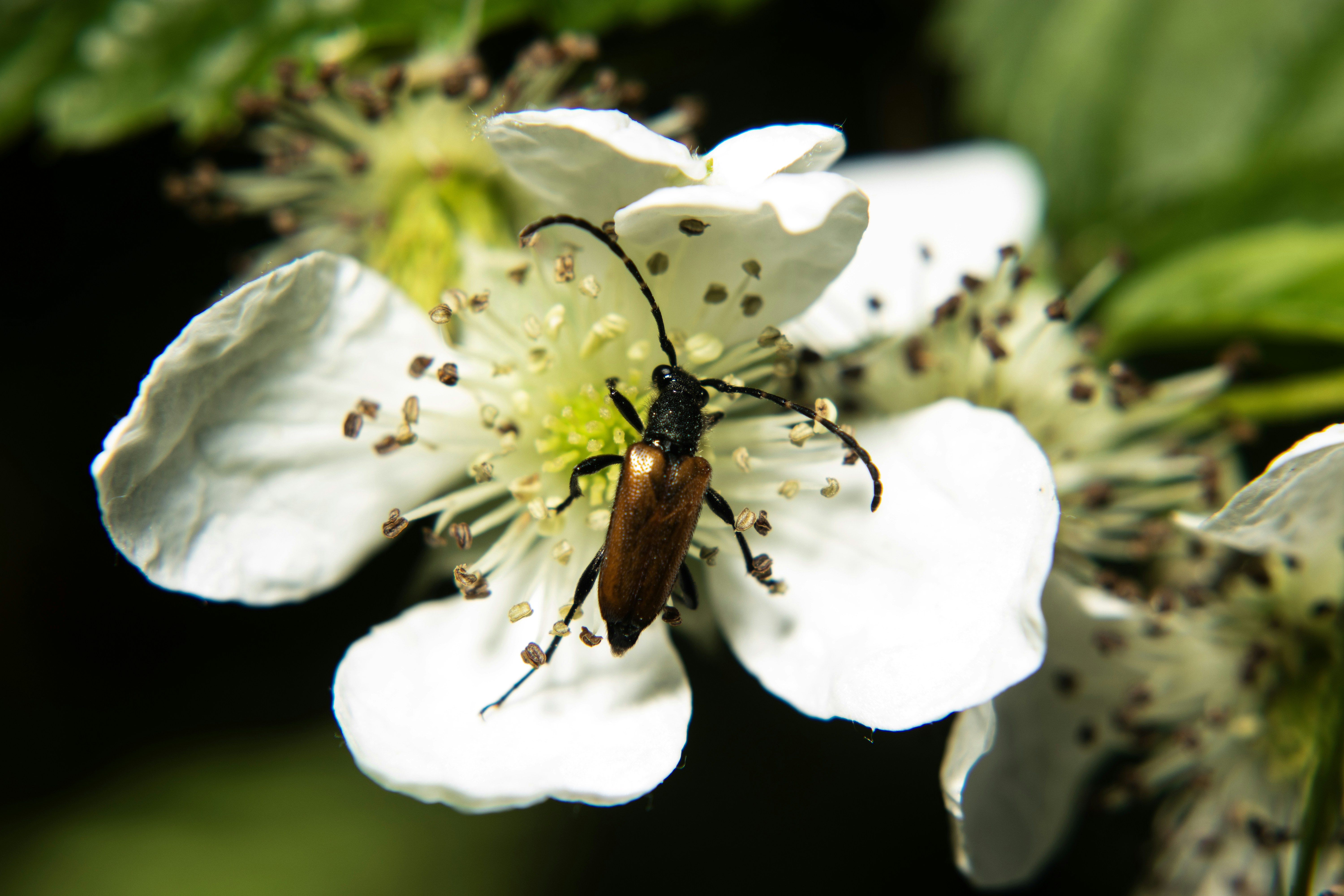 Brown-Black Beetle on White Five-Petal Blossom