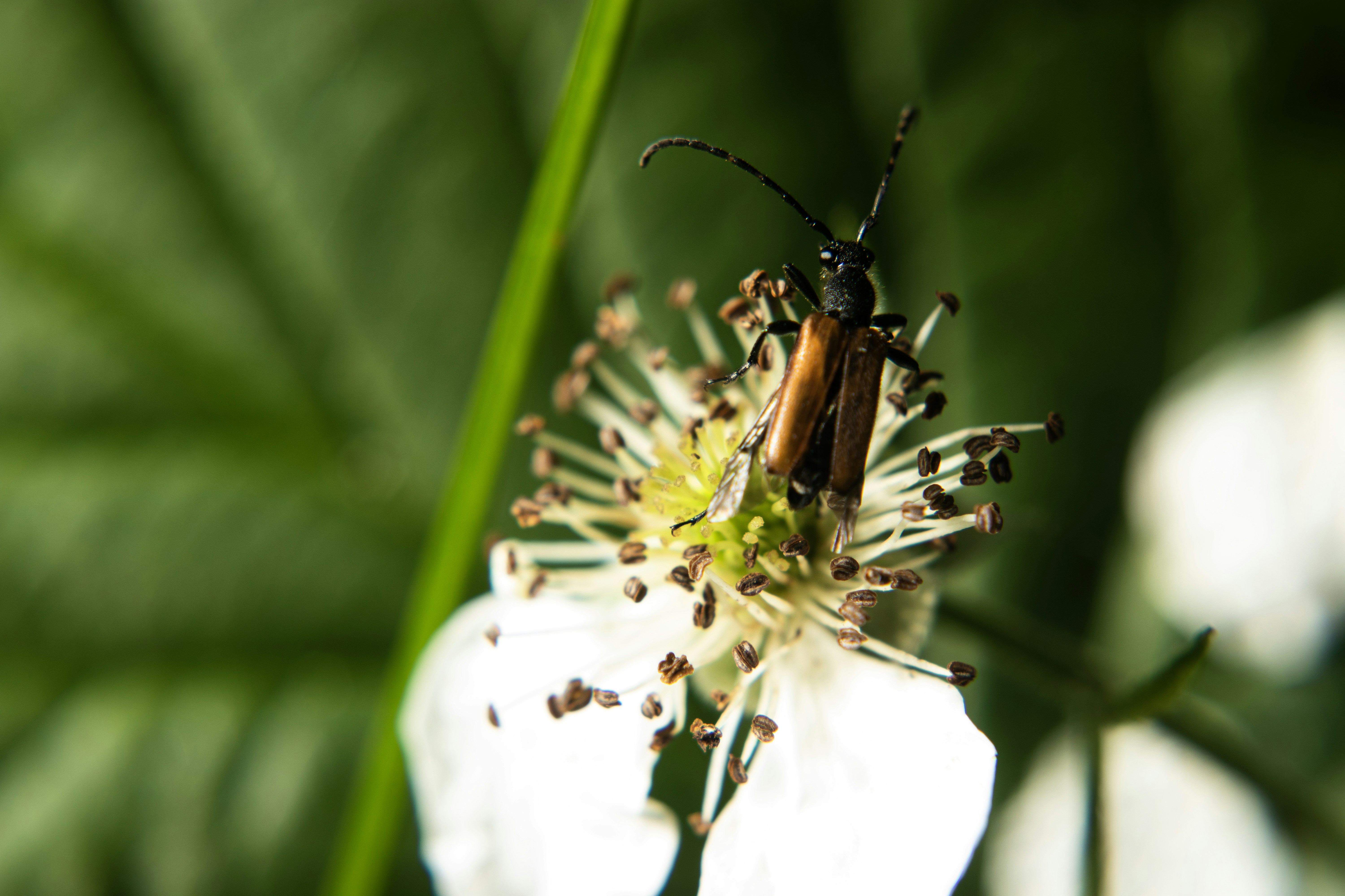 Beetle on a Bloom: A Close Encounter with a White Petal