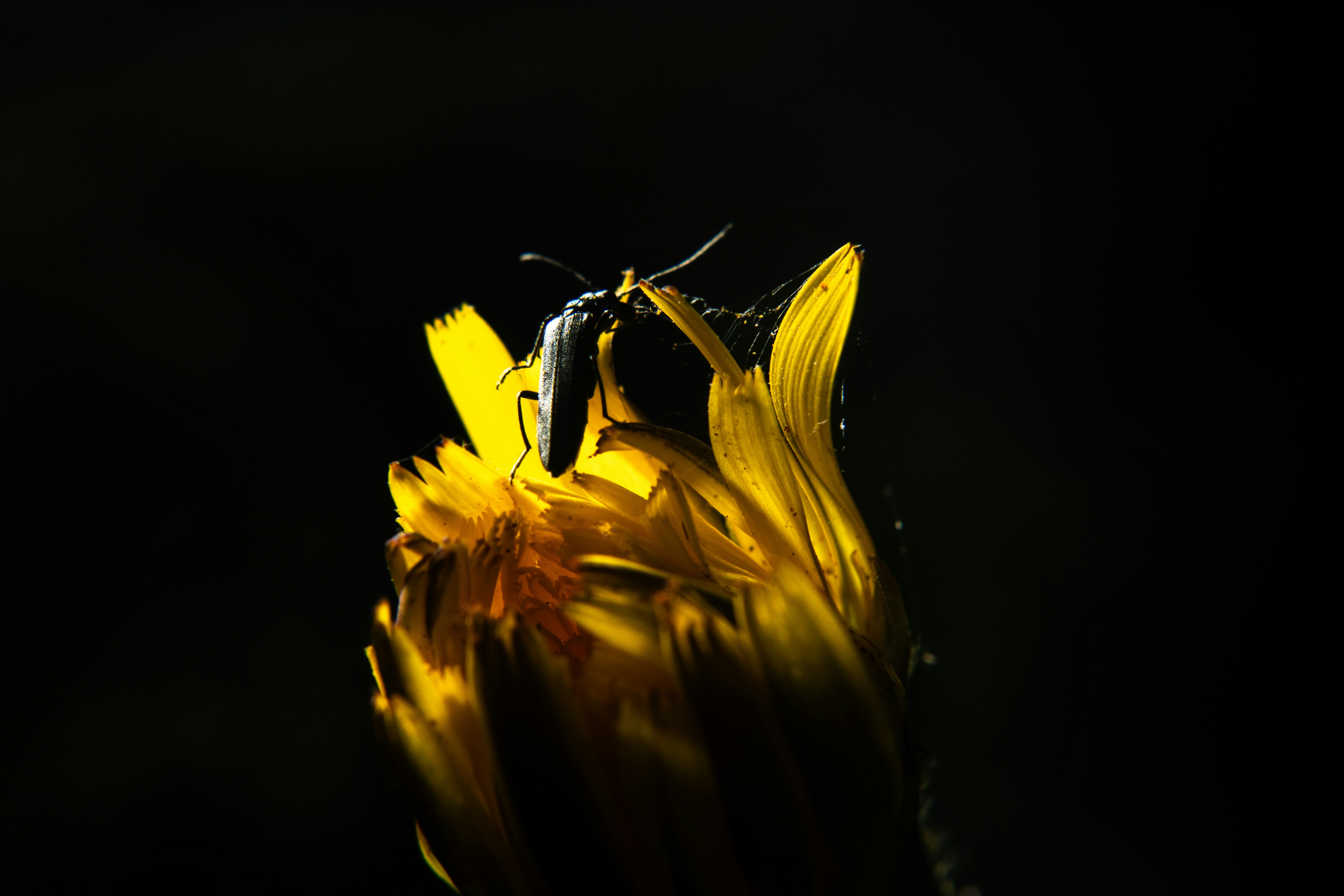 Golden Bloom Under Spotlight: Beetle on a Sunlit Petal