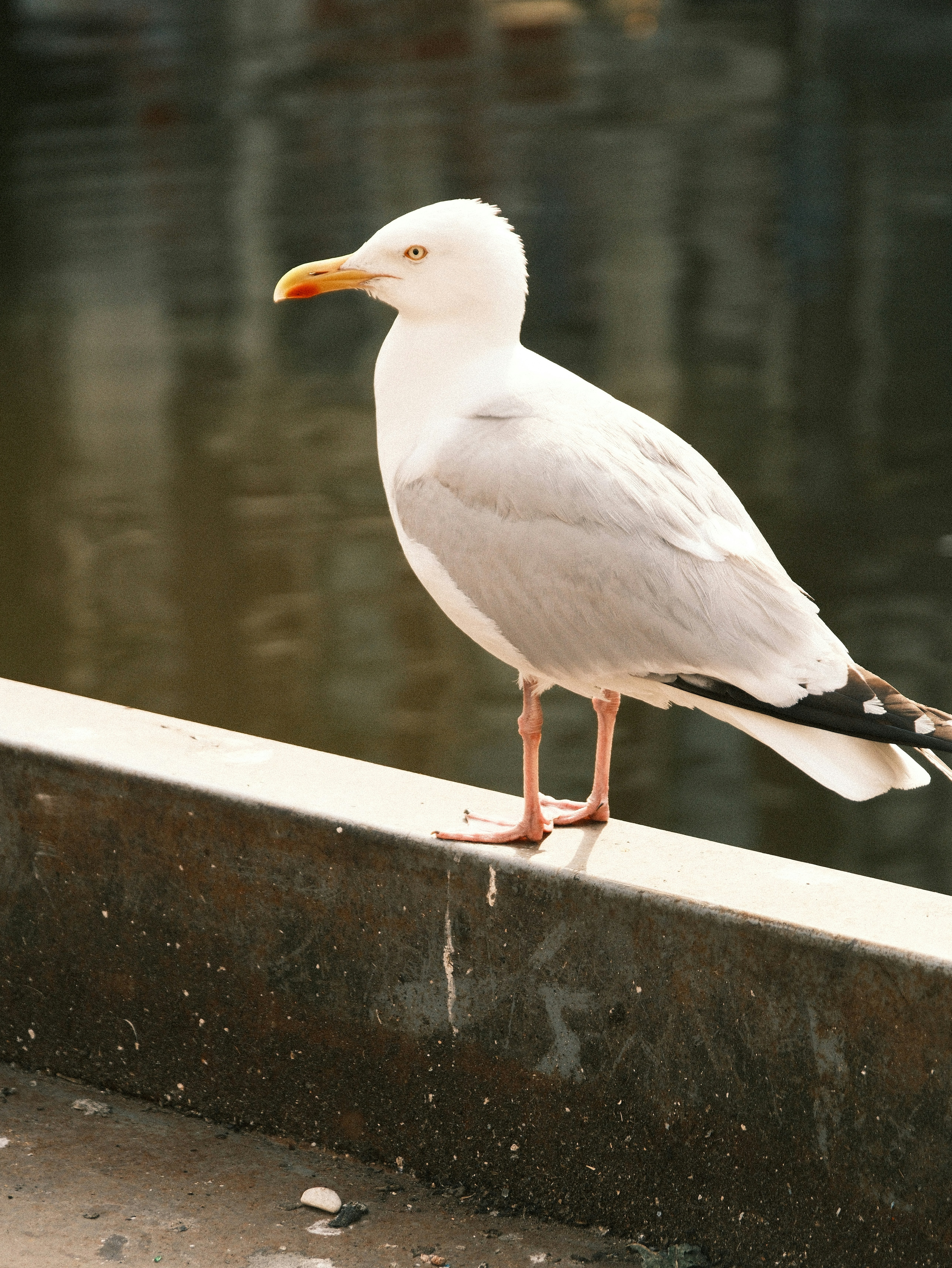 White Gull on a Weathered Dock: Quiet Presence by the Water