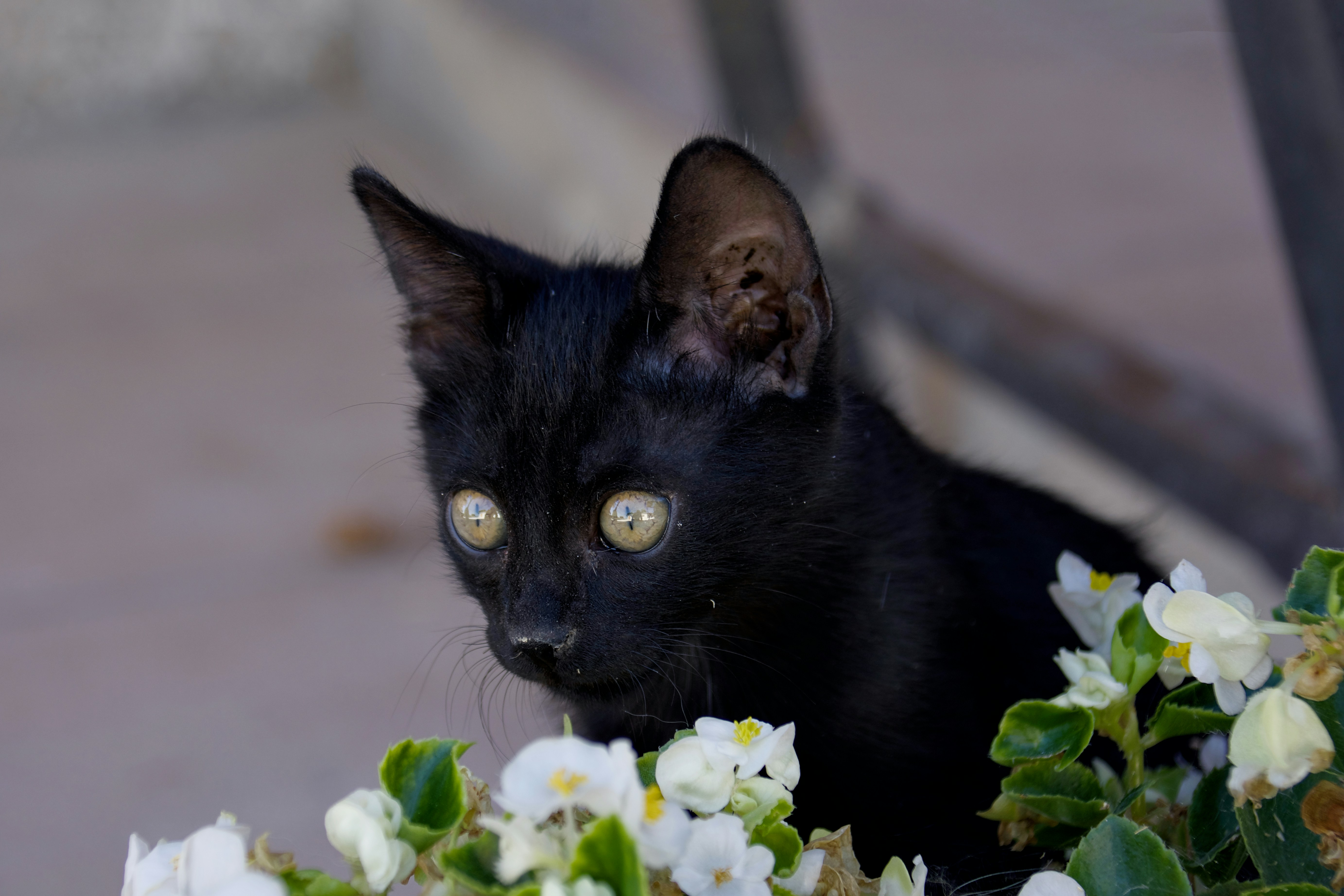 Black Cat in a Bouquet: A Quiet Corner by White Flowers
