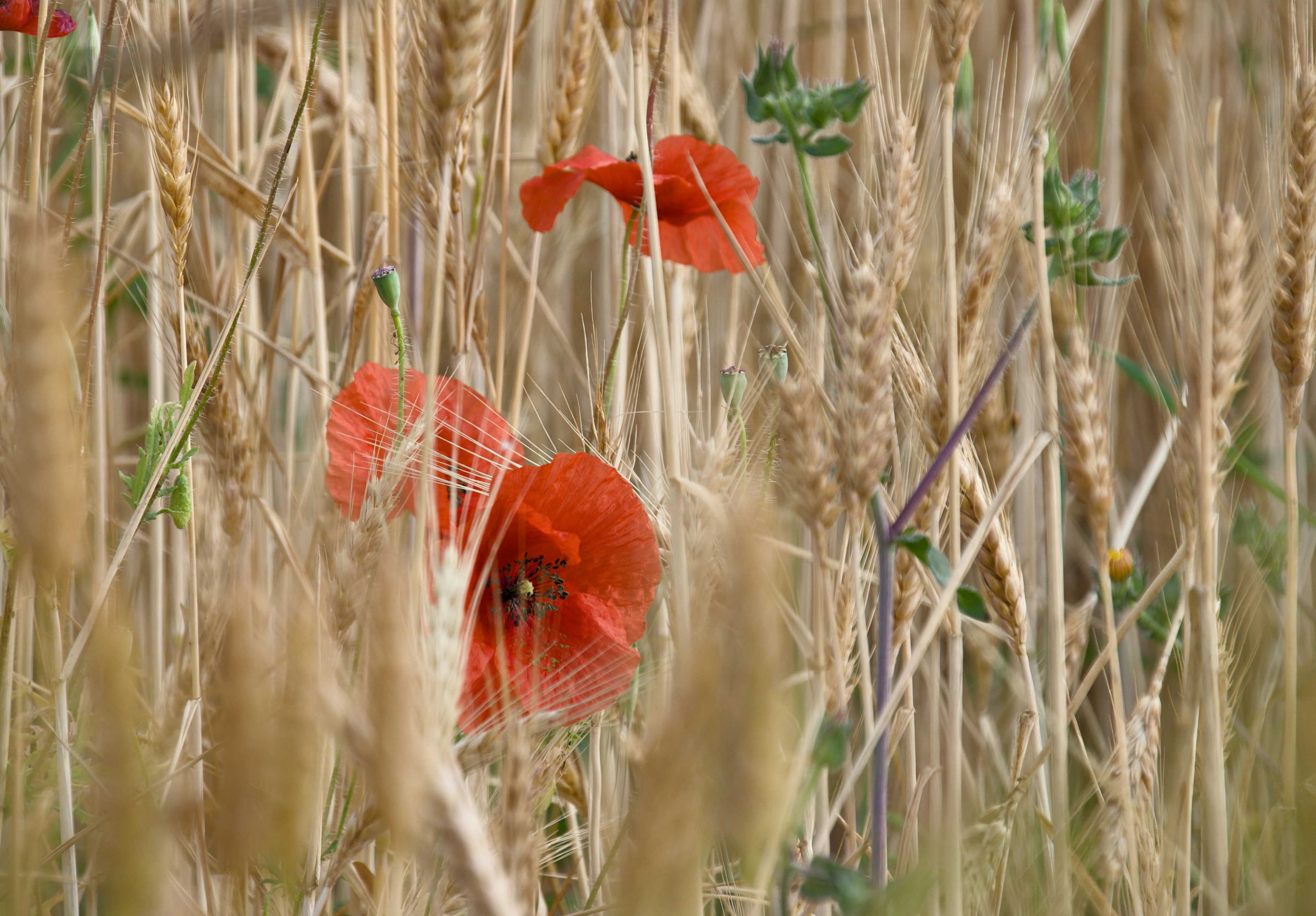 Bright red poppies punctuate a sea of tall golden wheat, creating a focal pop of color in a sunlit field.