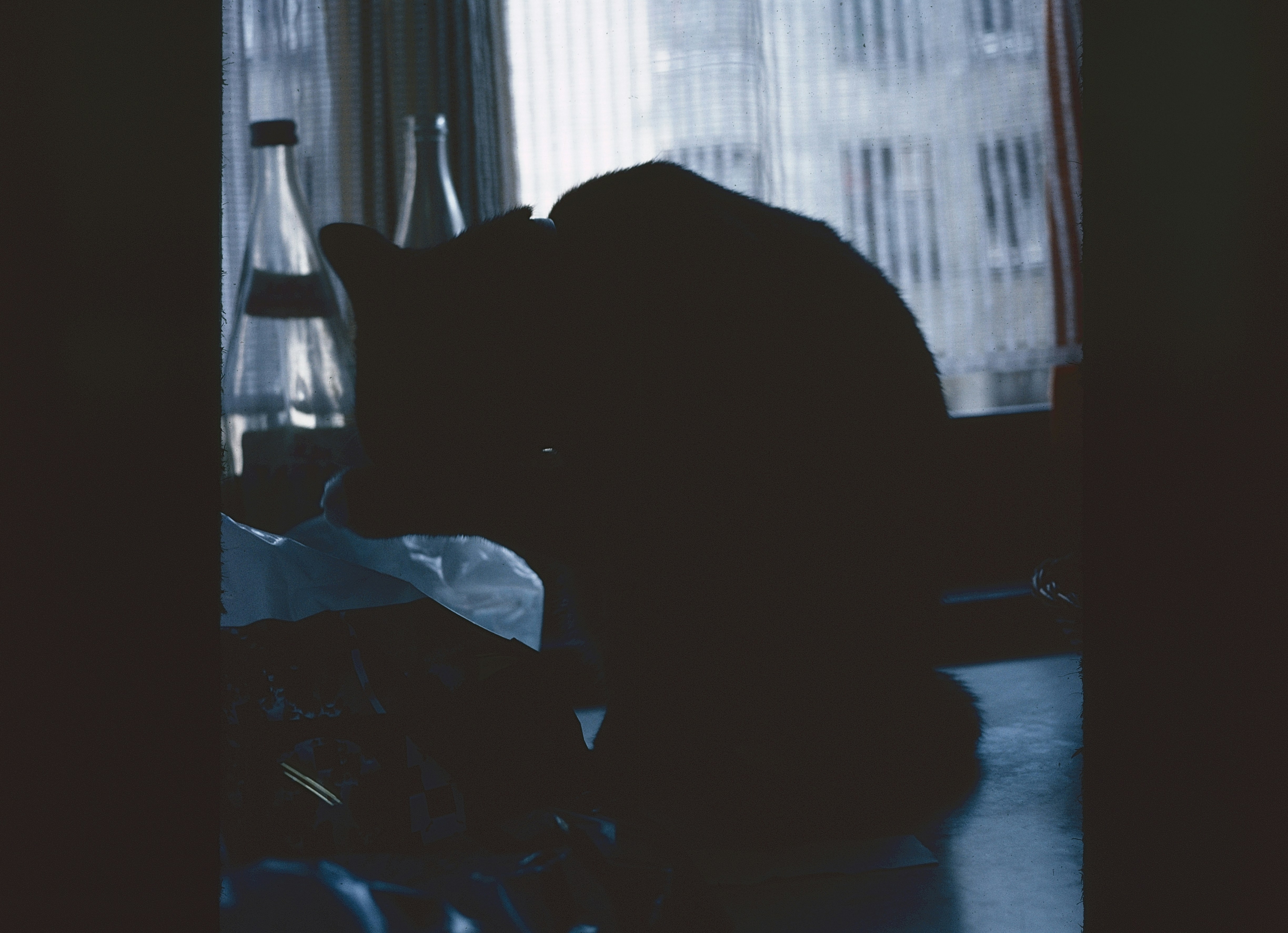 Hidden Silhouette by the Window