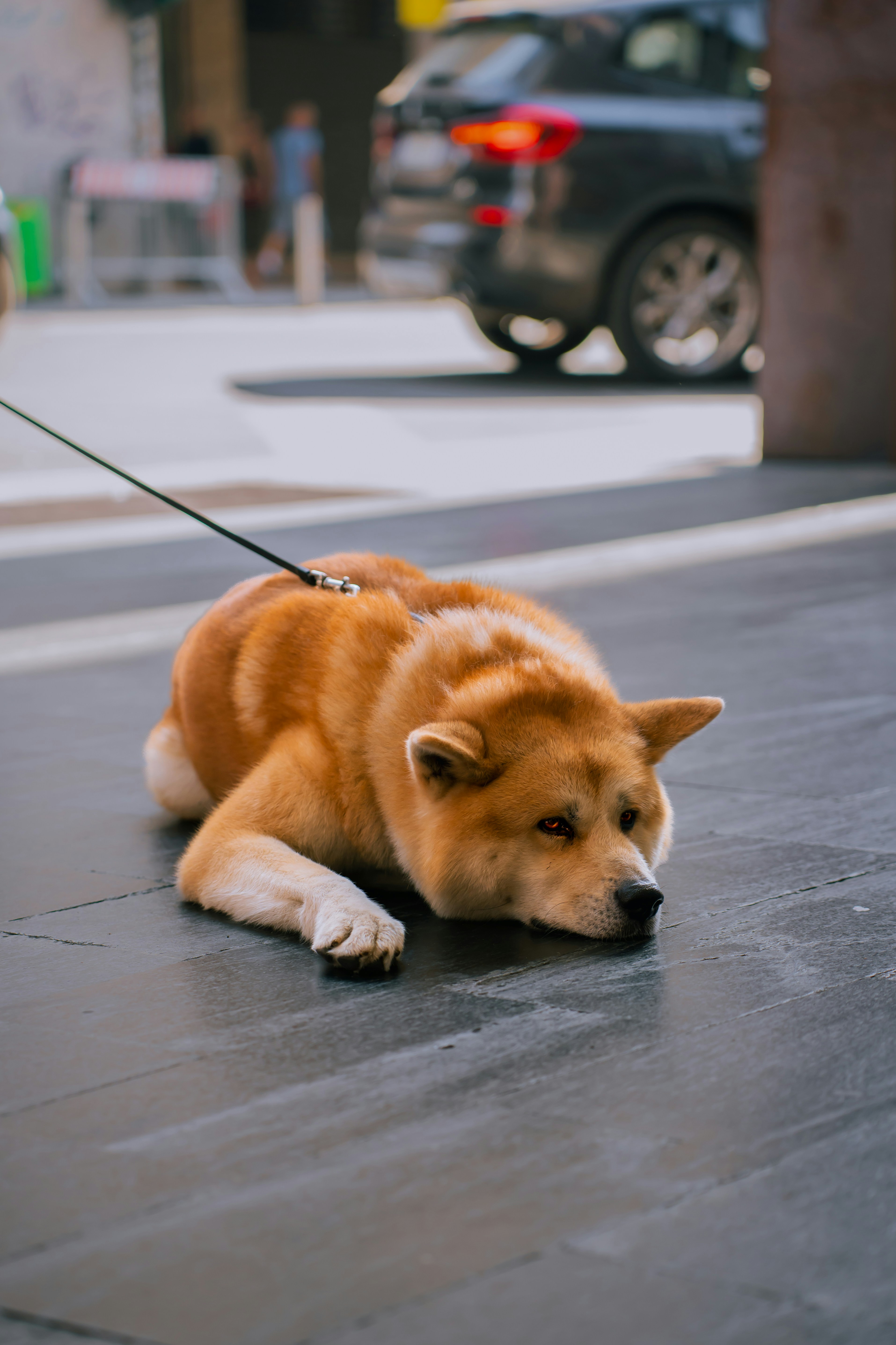 Lying on the Street: A Shiba Inu Resting Amid Urban Quiet