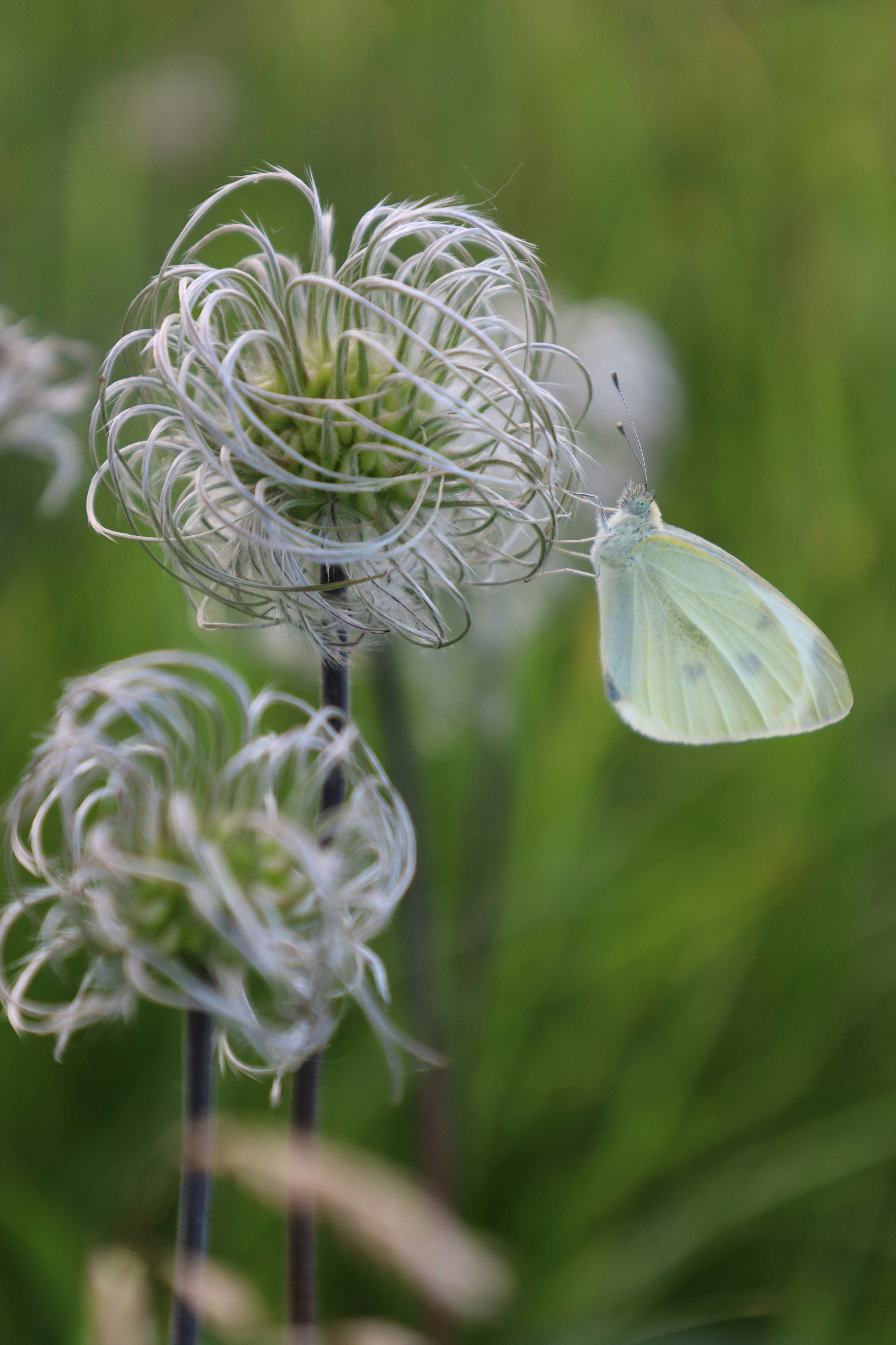 Soft Green Dawn: A Clouded Yellow Sips Silence