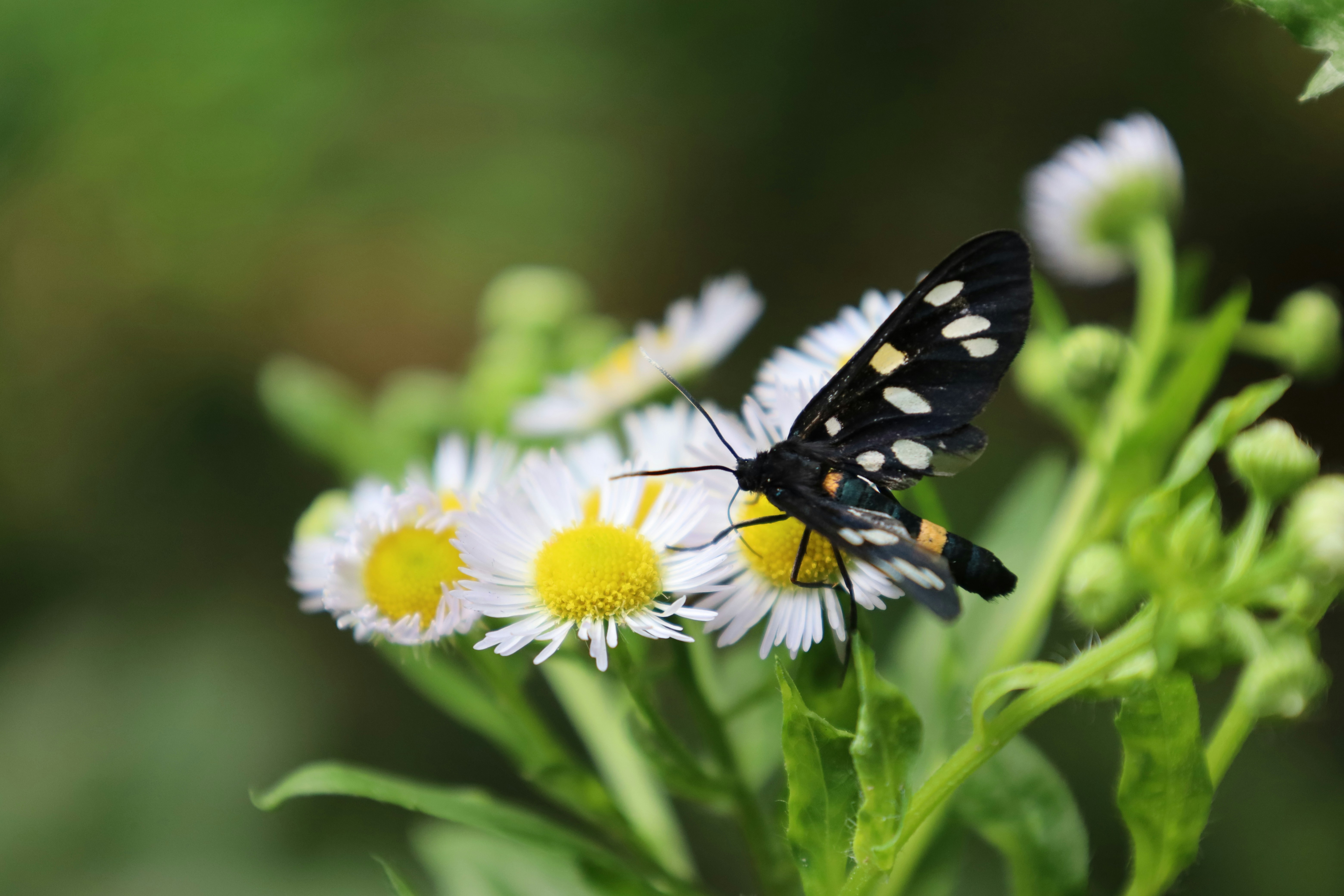 Butterfly on Daisy Crown: a moment of delicate contrast in a sunlit garden