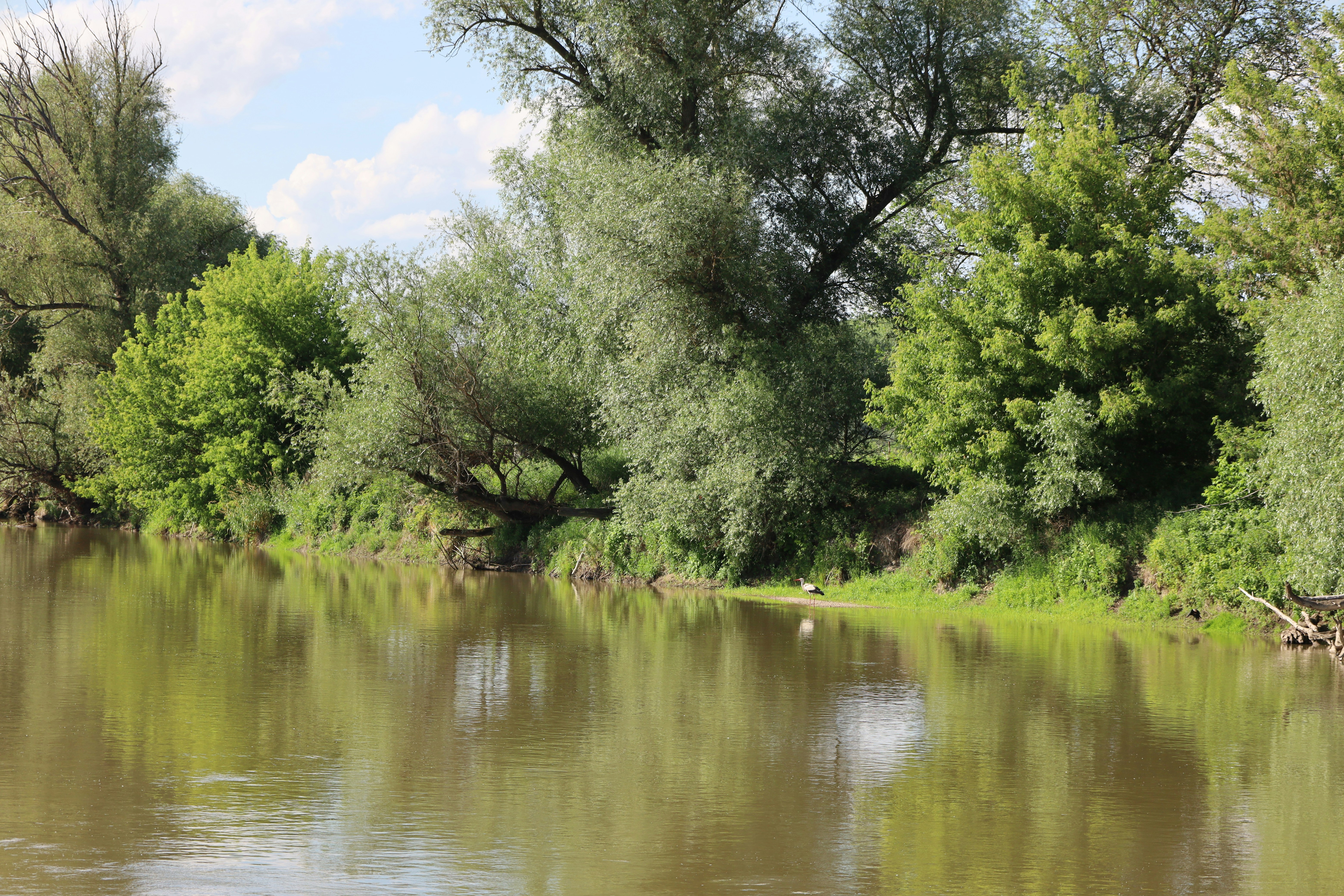 Sunlit Riverside Calm: Clay-Colored Water and Verdant Banks