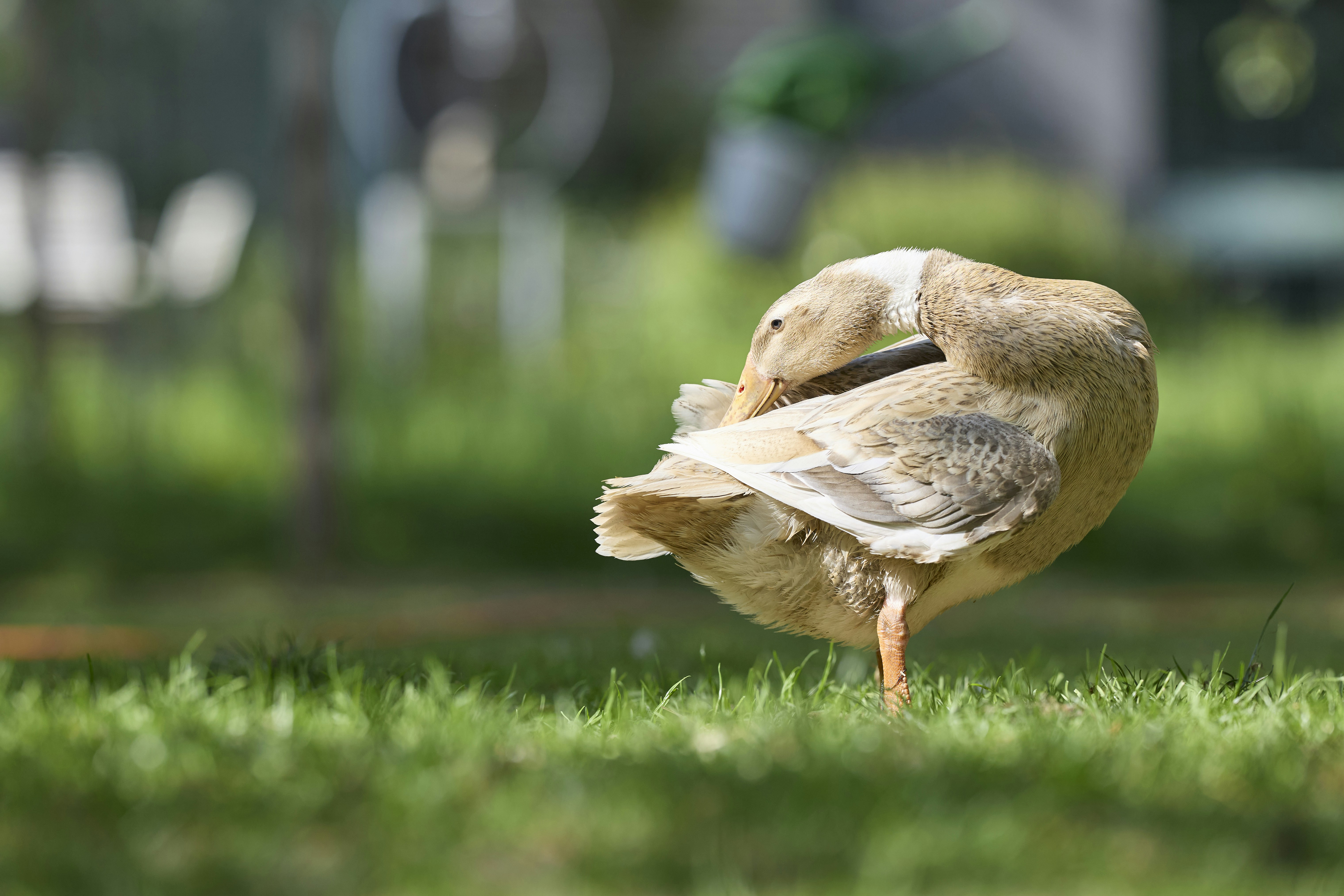 Golden-Feathered Preen: A Duck in Quiet Green Light