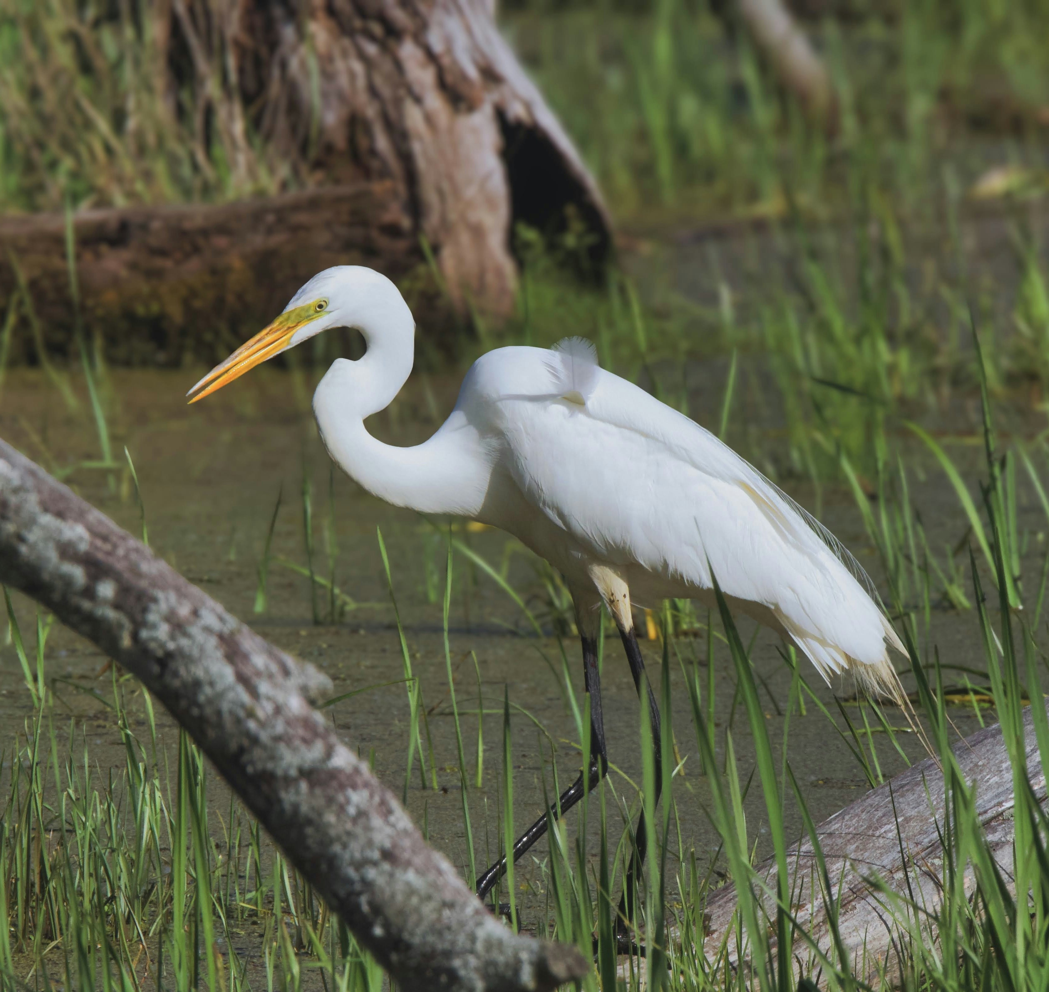 White Heron in Marshlight