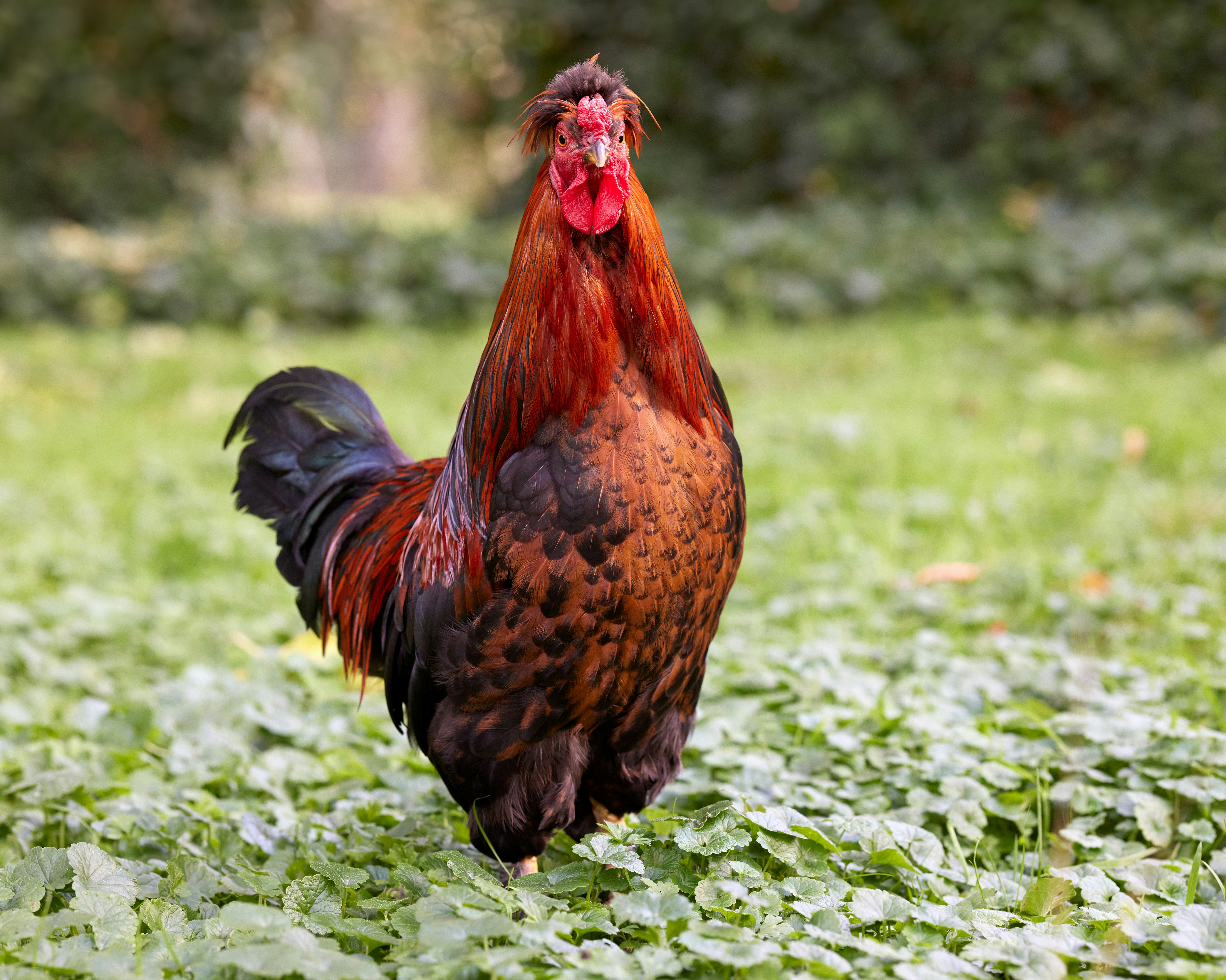Sir Rooster at the Edge of the Green Meadow