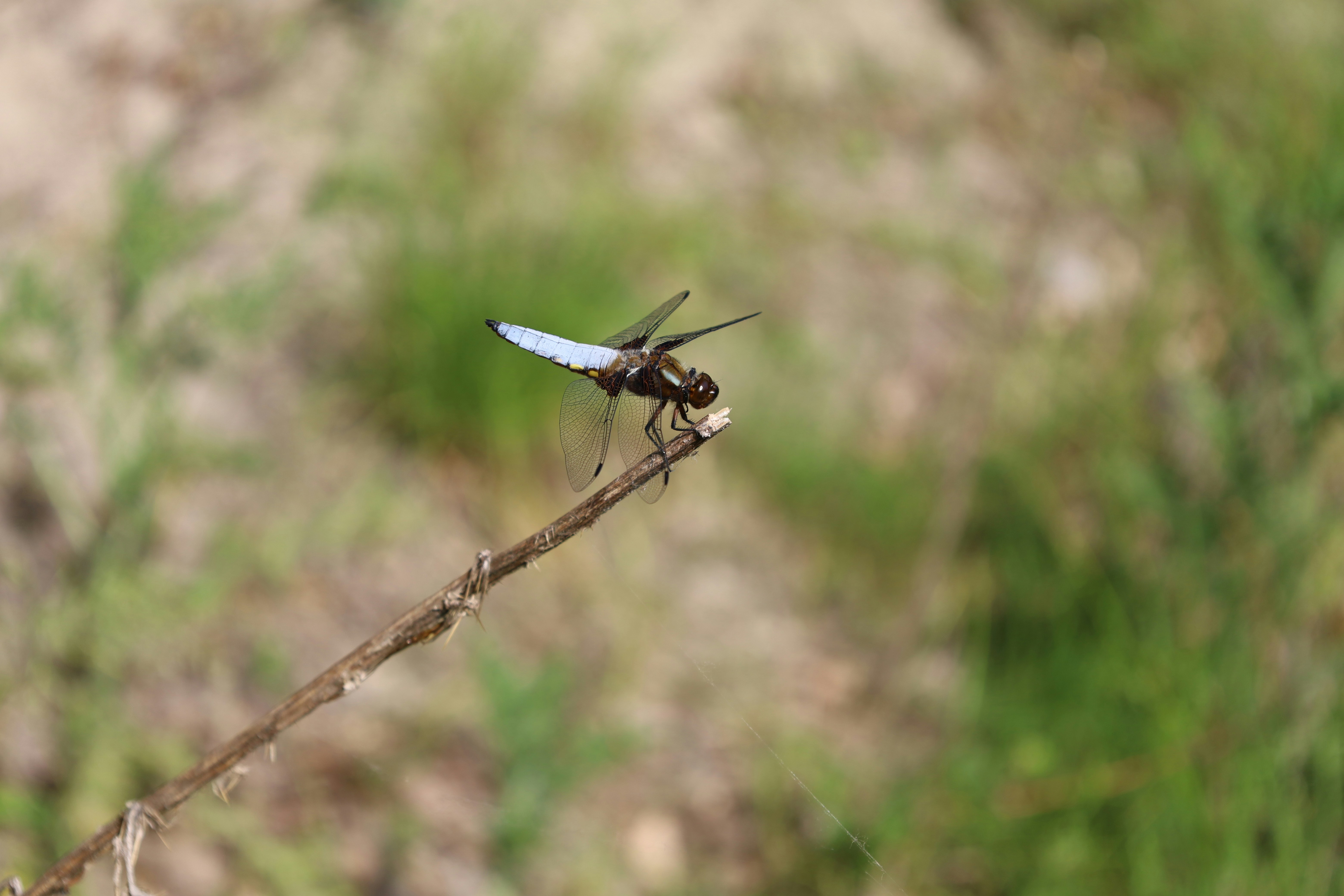 Broad-bodied chaser (Libellula depressa)
