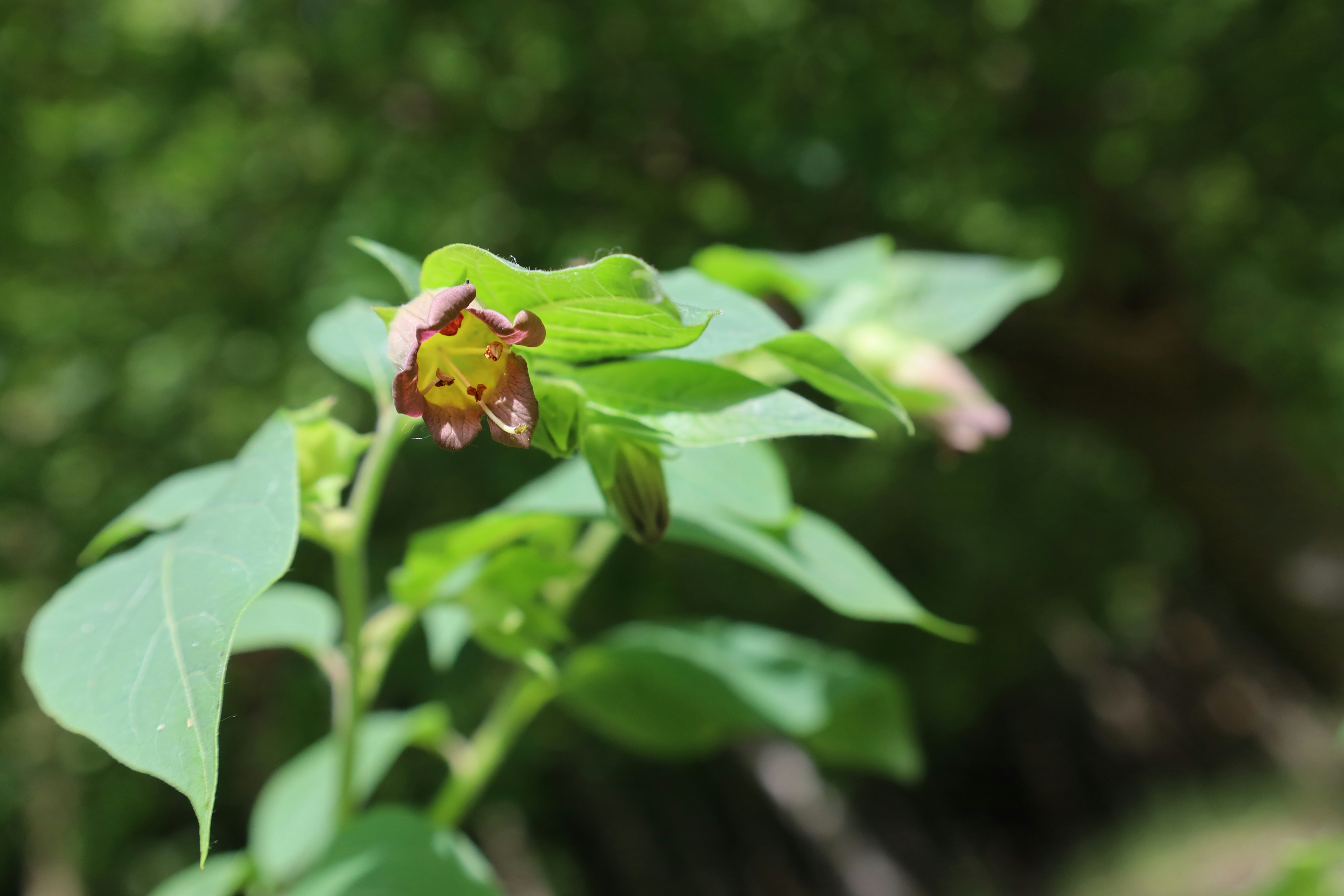 Withered Flower Bud Framed by Fresh Green Leaves