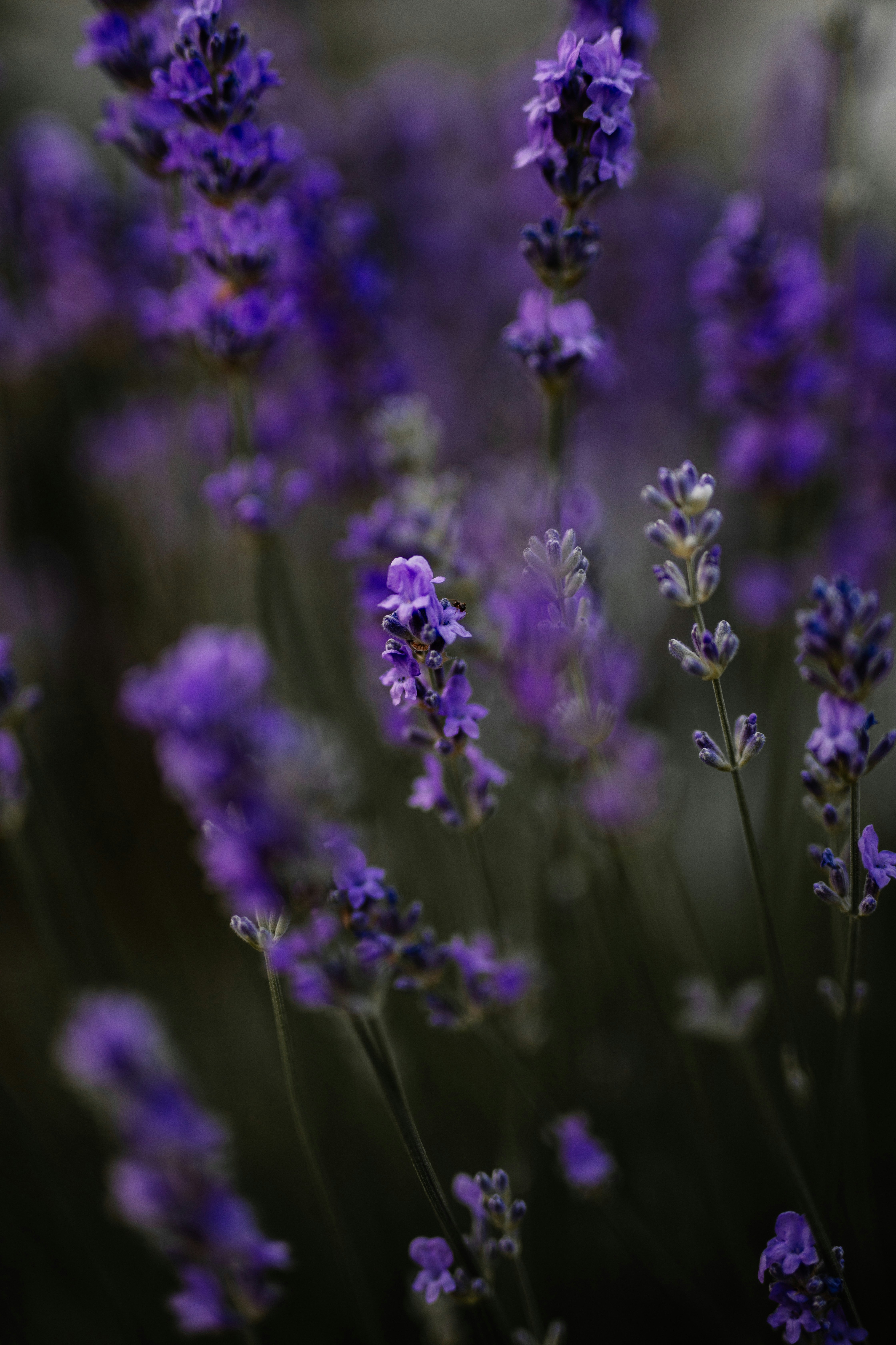 Lavender Threads in a Velvet Field