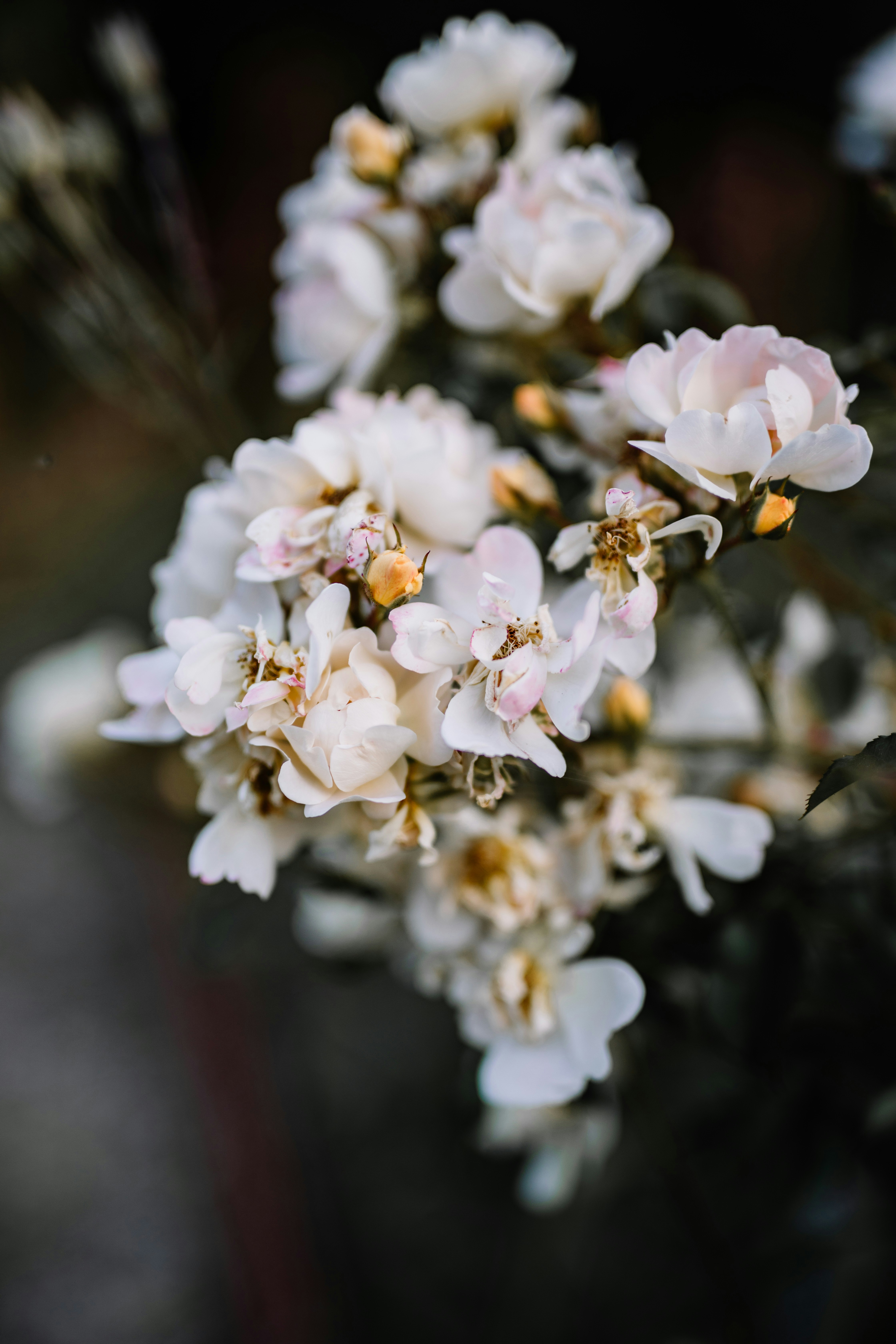 Whispering Petals: Soft Focus Bouquet in Bloom