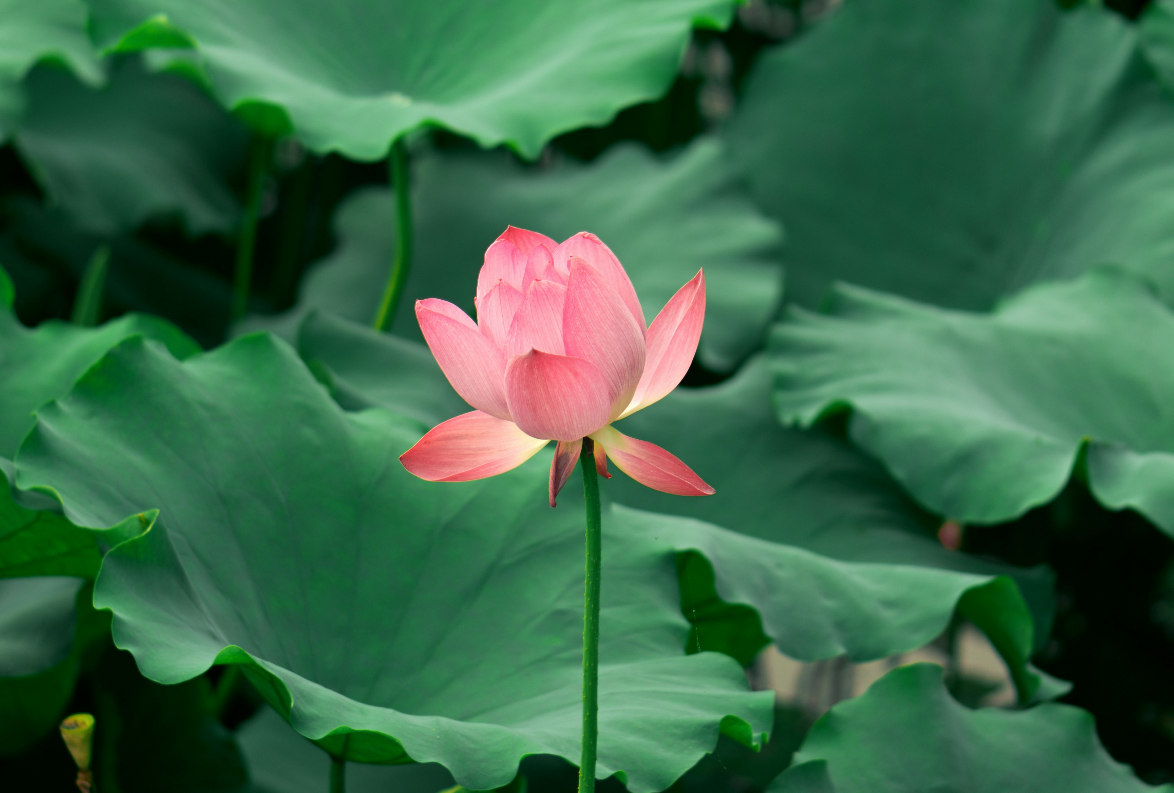 Pearl in the Green: A Pink Lotus Amid Broad Leaves