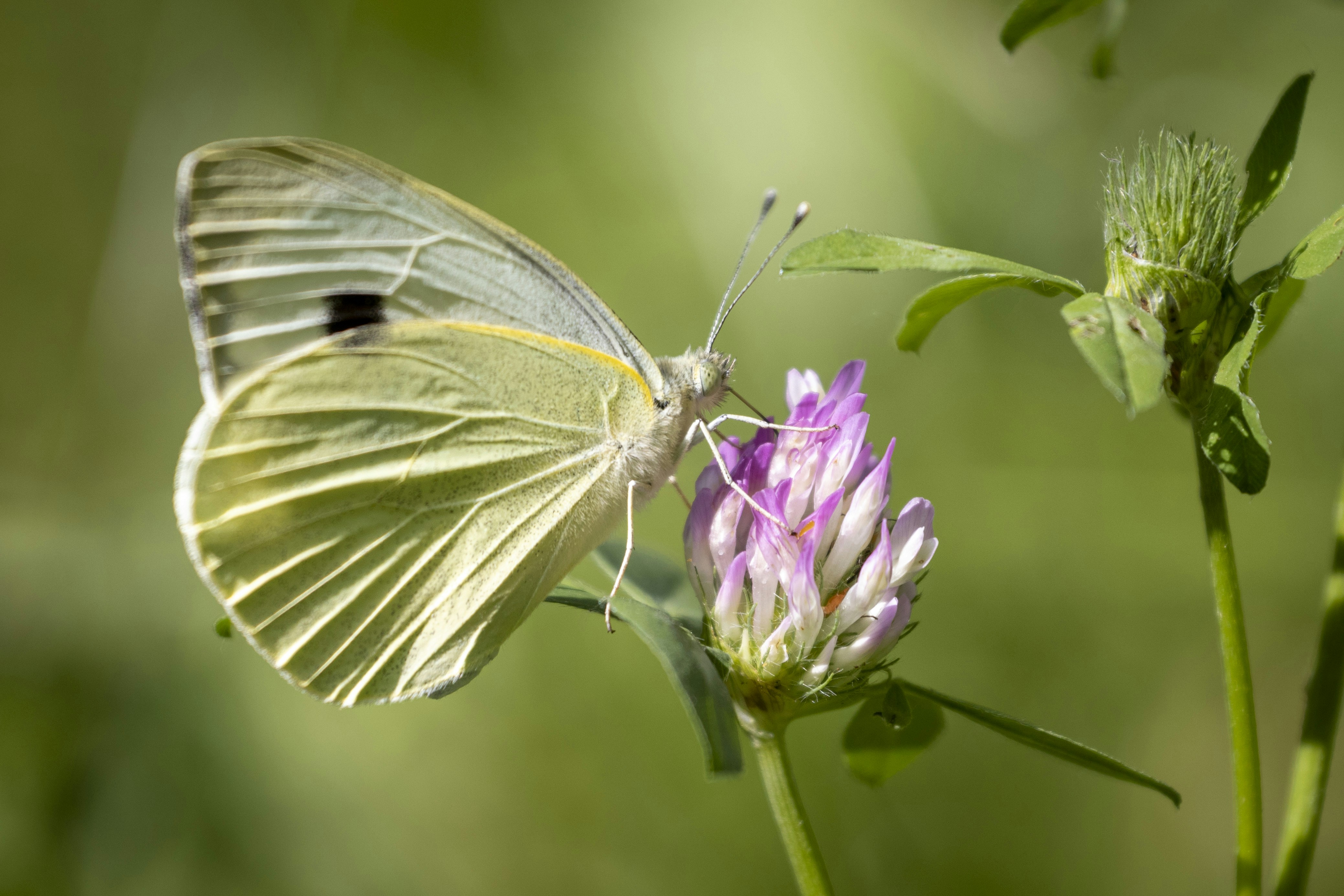 Butterfly at Close Quarters: A Delicate Meeting with a Pink Bloom
