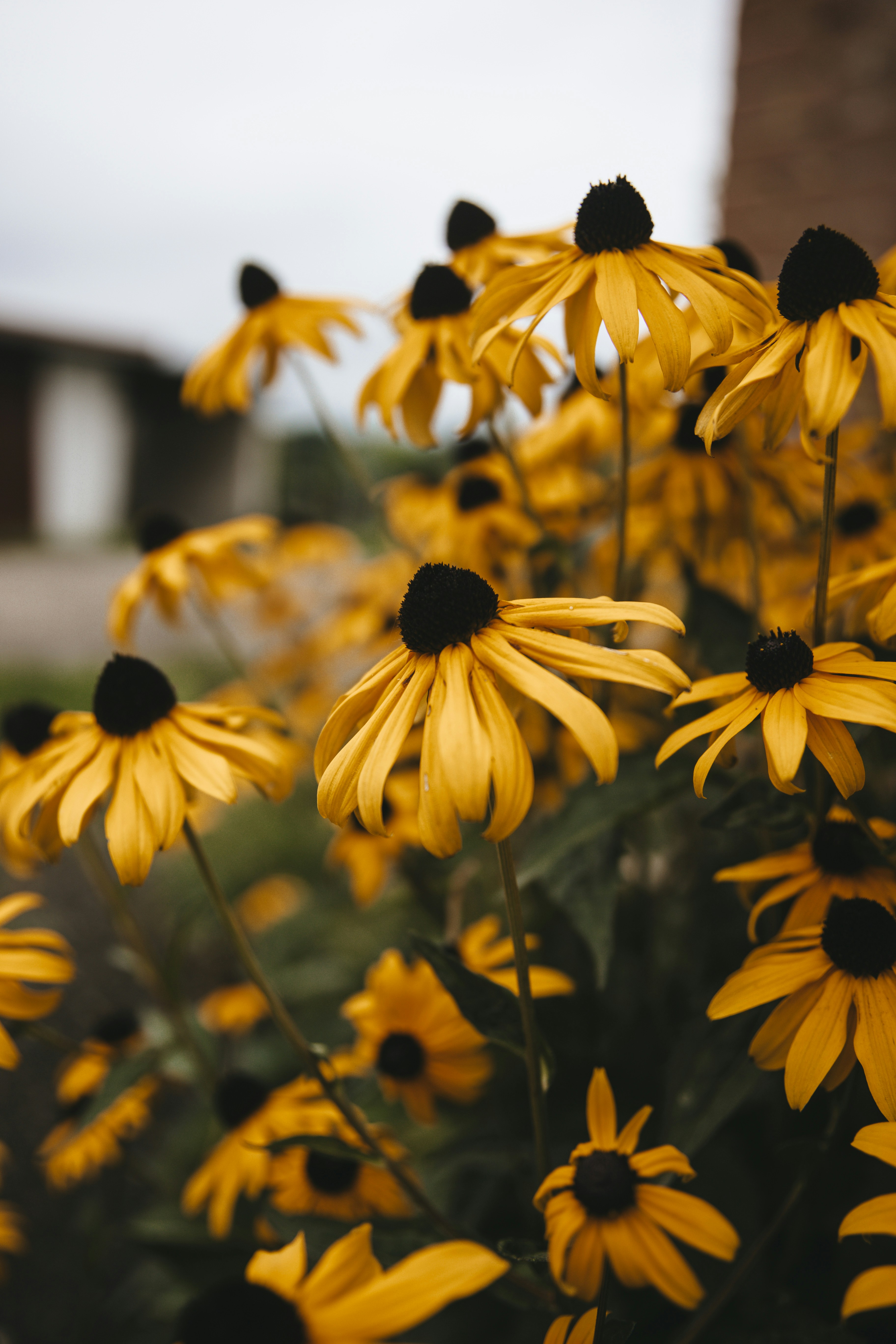 Golden Daisies in Soft Blur: A Sunlit Cluster in Focus